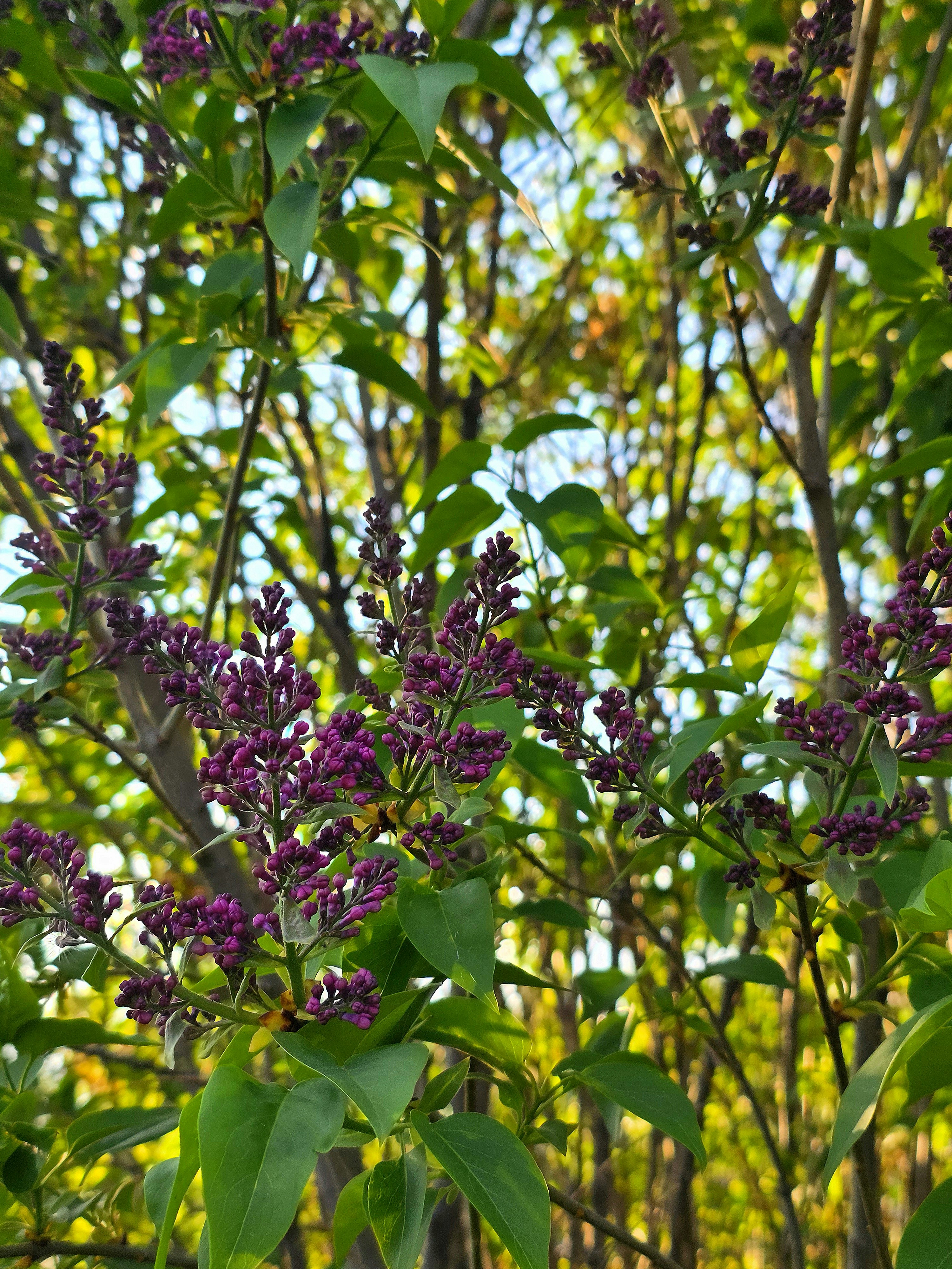 Purple blooms against sunlit green canopy amid garden branches