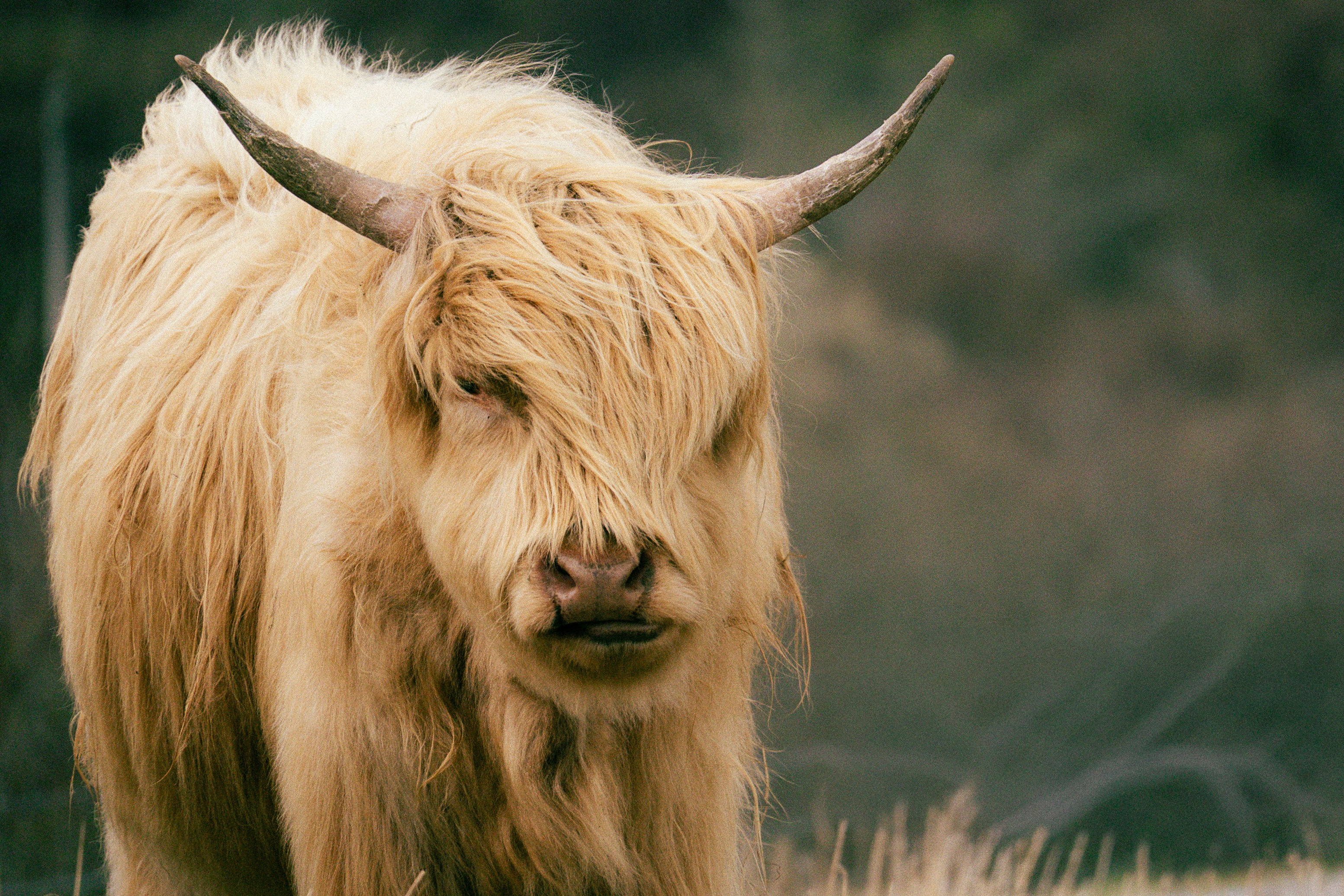 Sunlit Highland Horns: A Calm Highland Cow in Golden Light