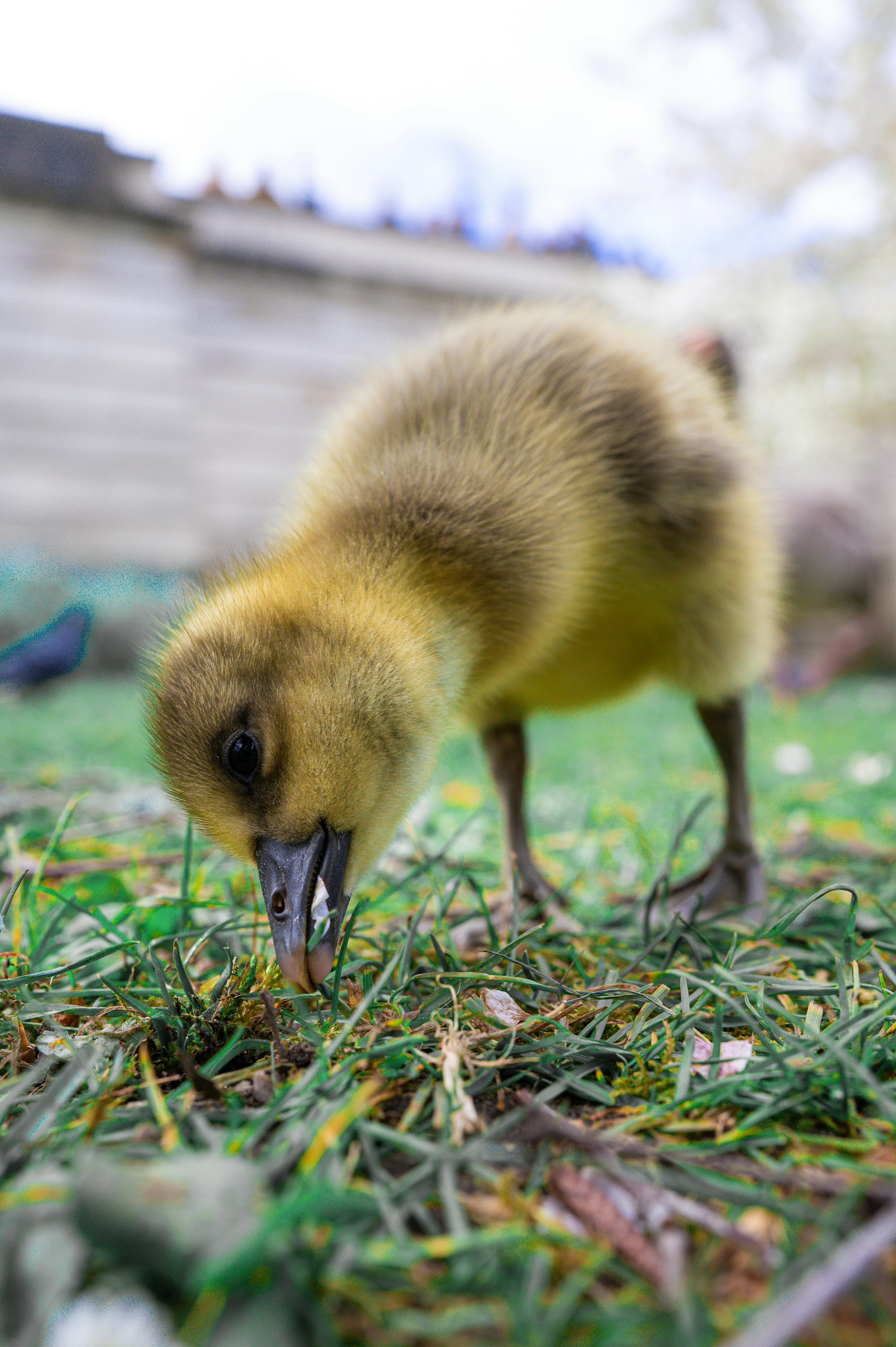 A cute gosling pecking at grass on the ground.