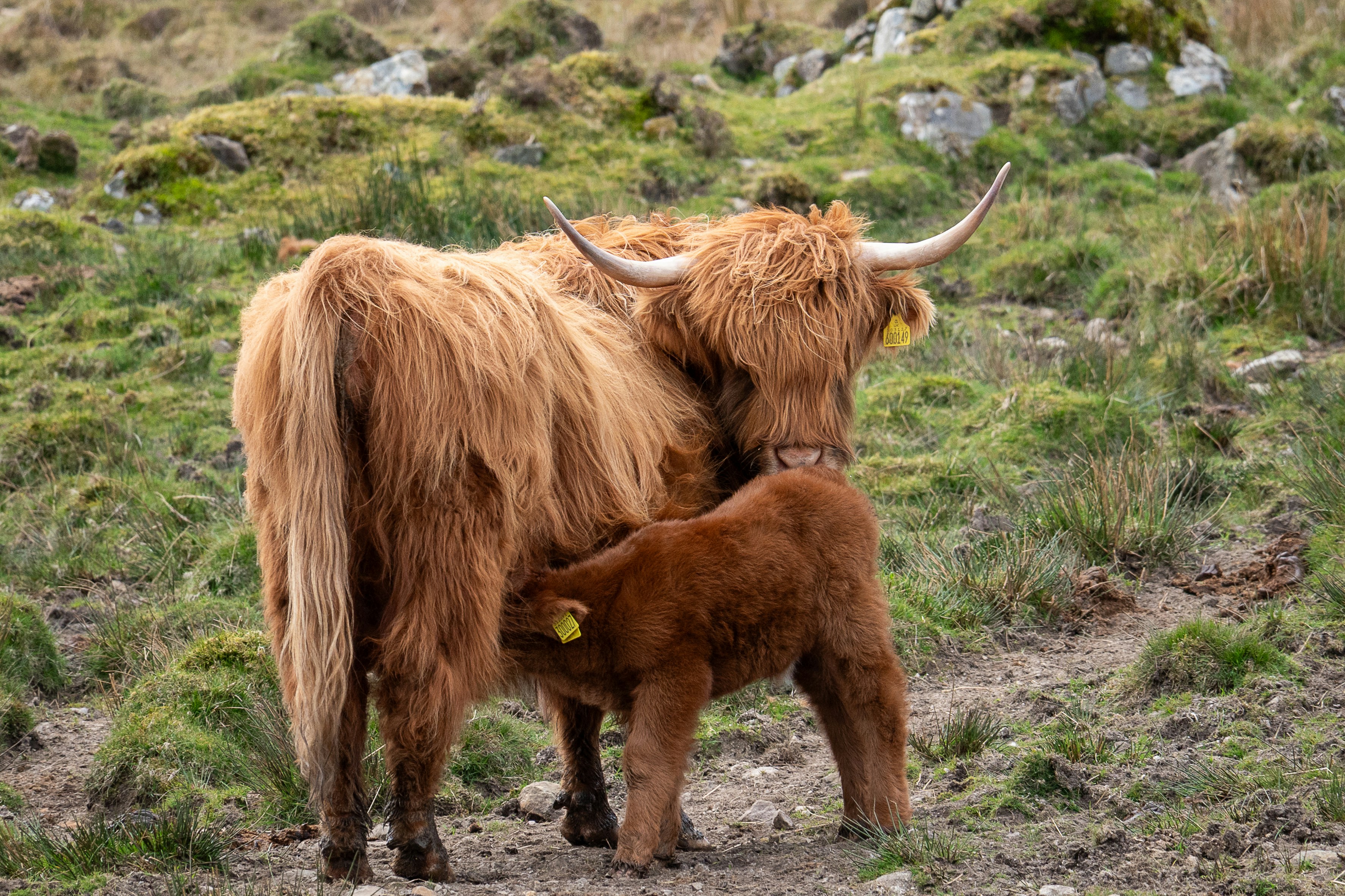 Calf Nudges Comfort: A Highland Cow and Calf in Mossy Moorland