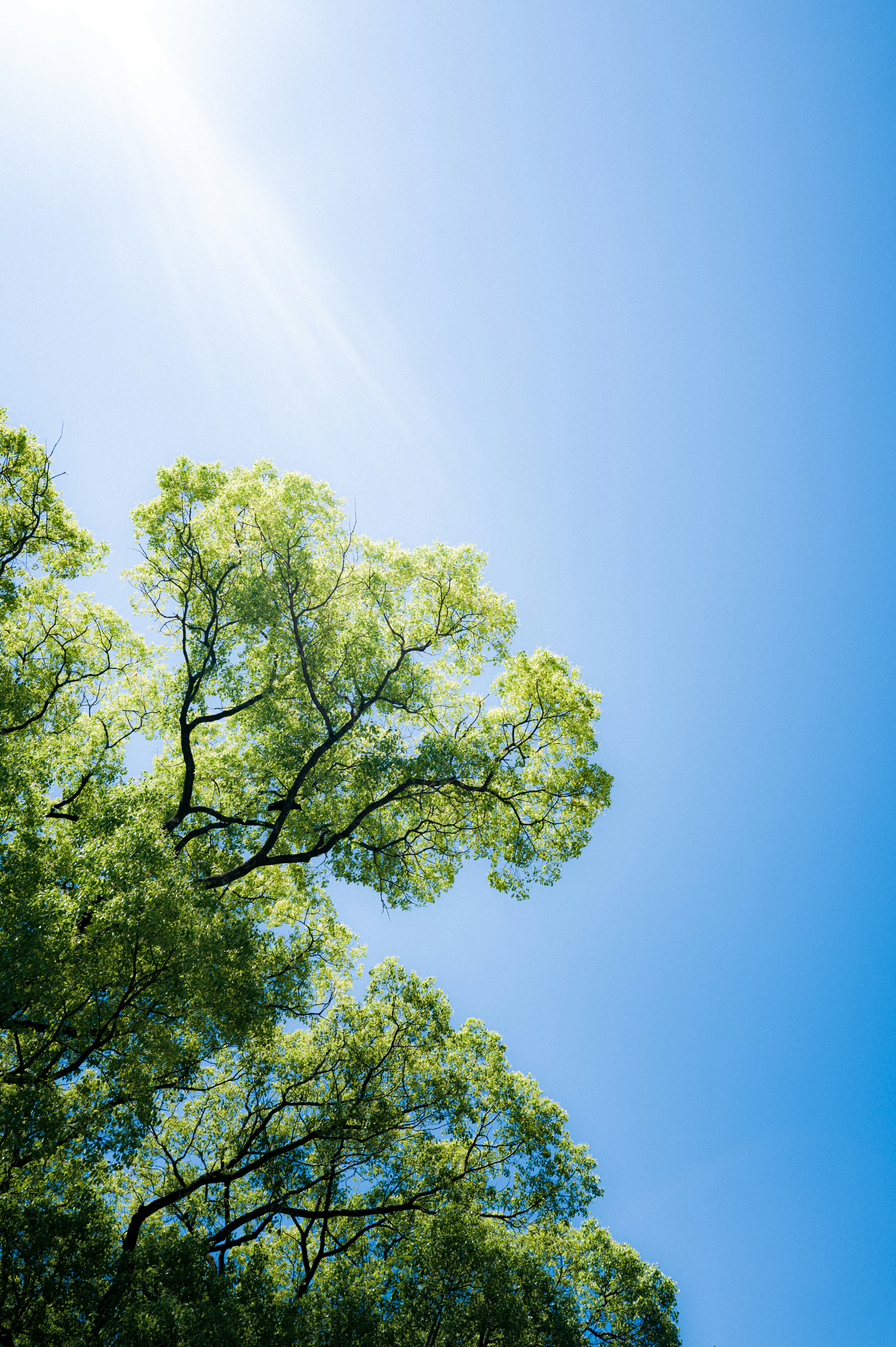 Green tree leaves against a bright blue sky with sun.