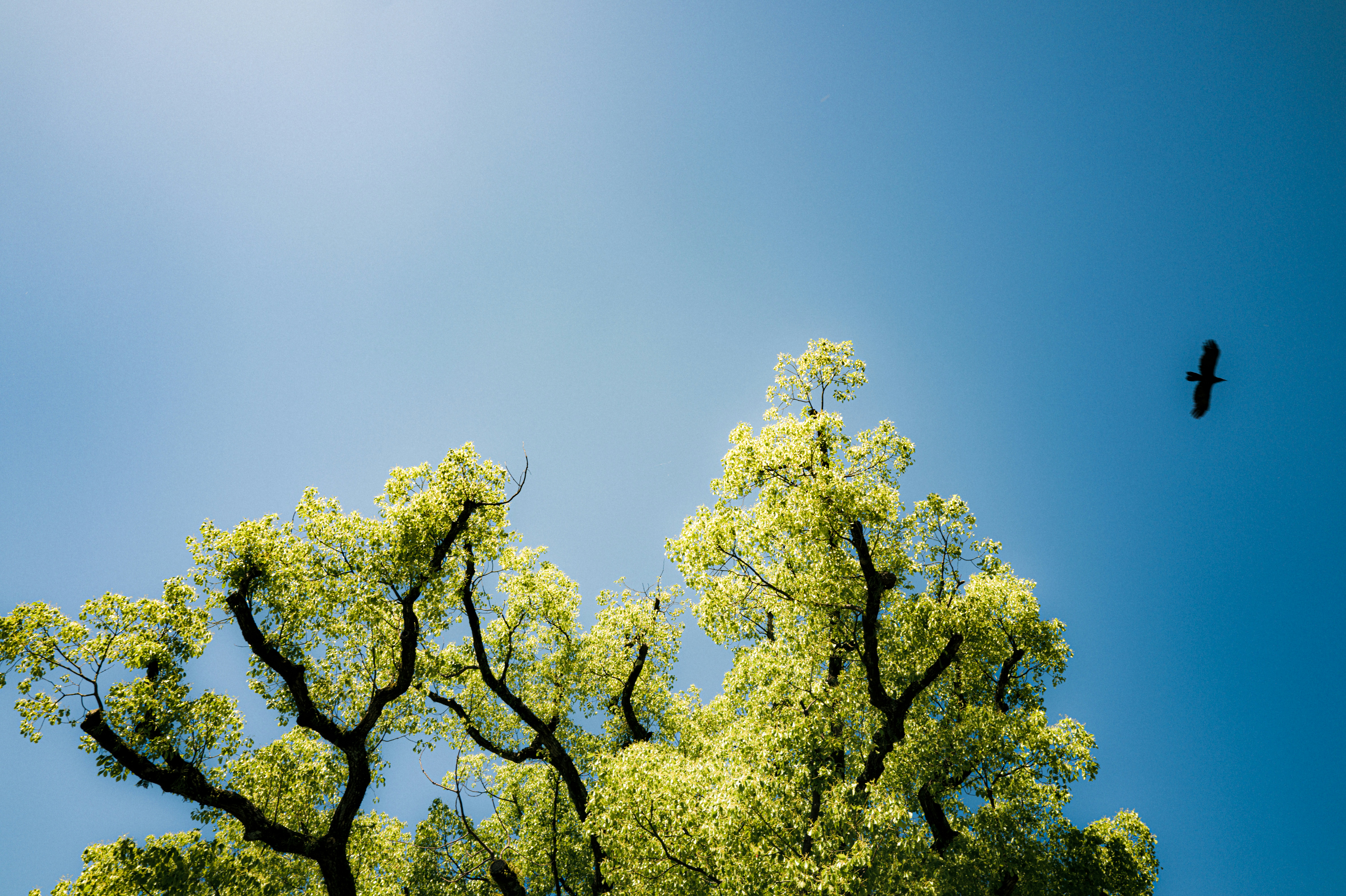 Green tree, blue sky, and a bird flying.