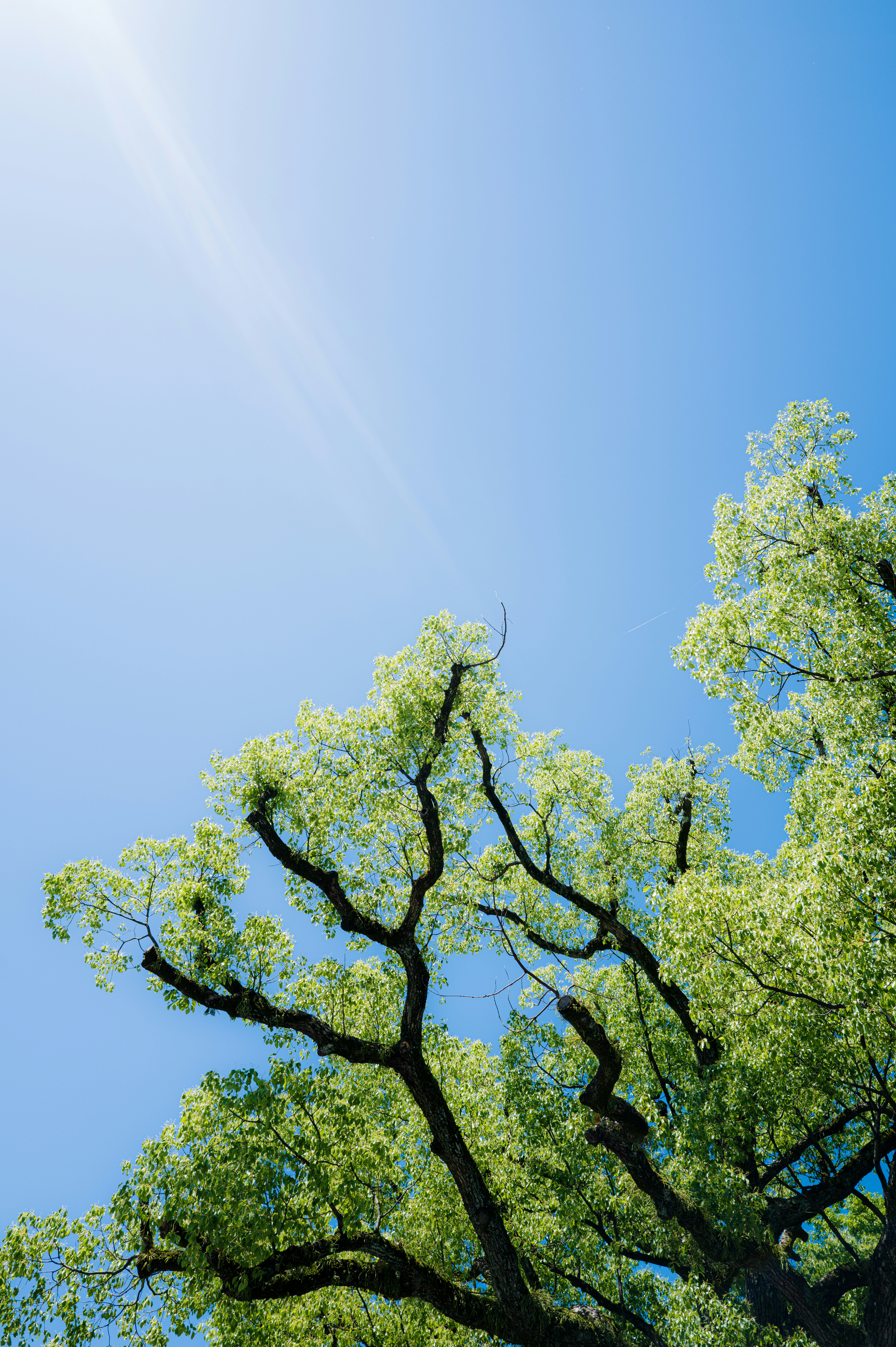 Azure Sky Above the Winding Branches