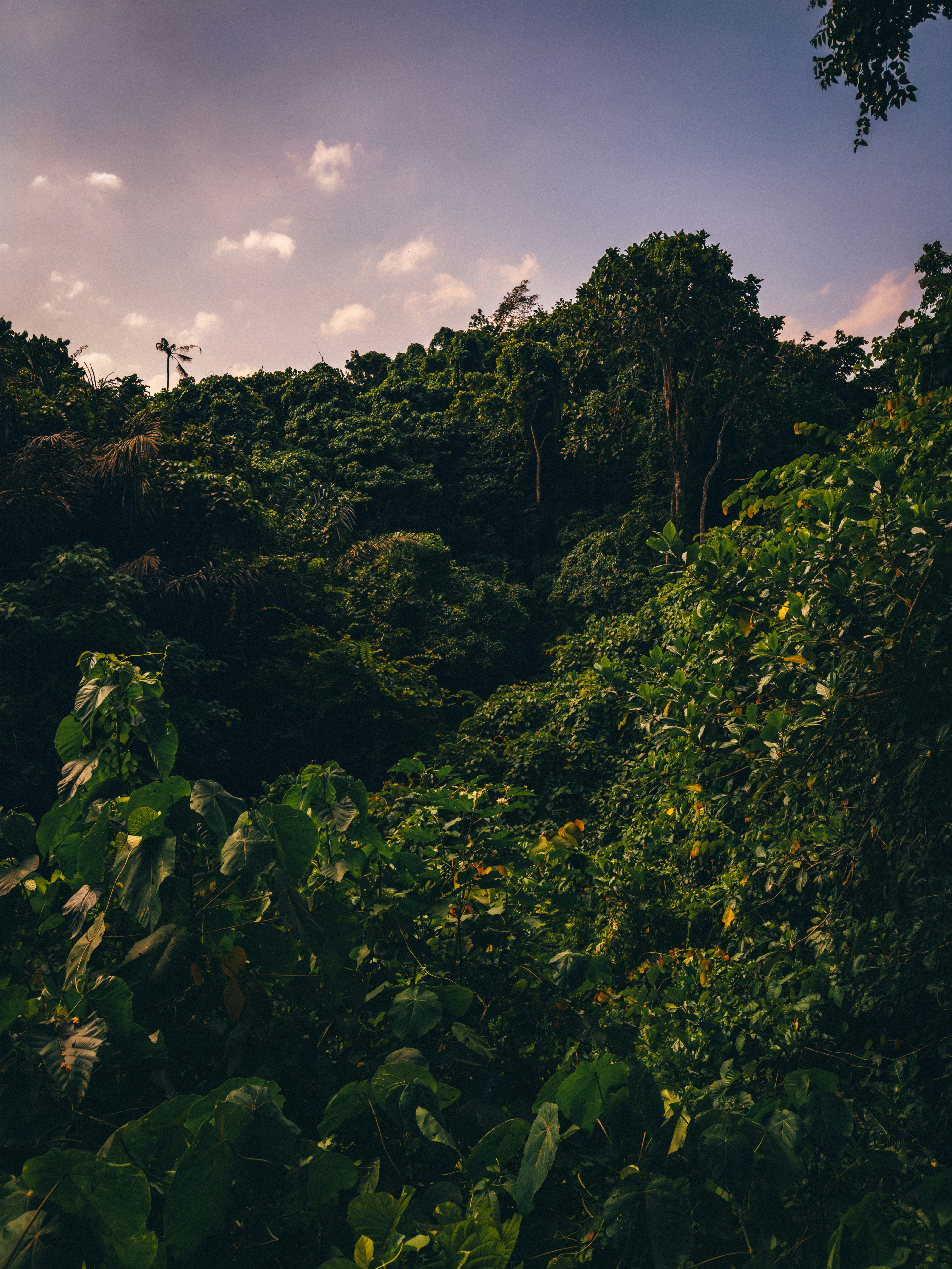 Dense green jungle covers hills under a cloudy sky.