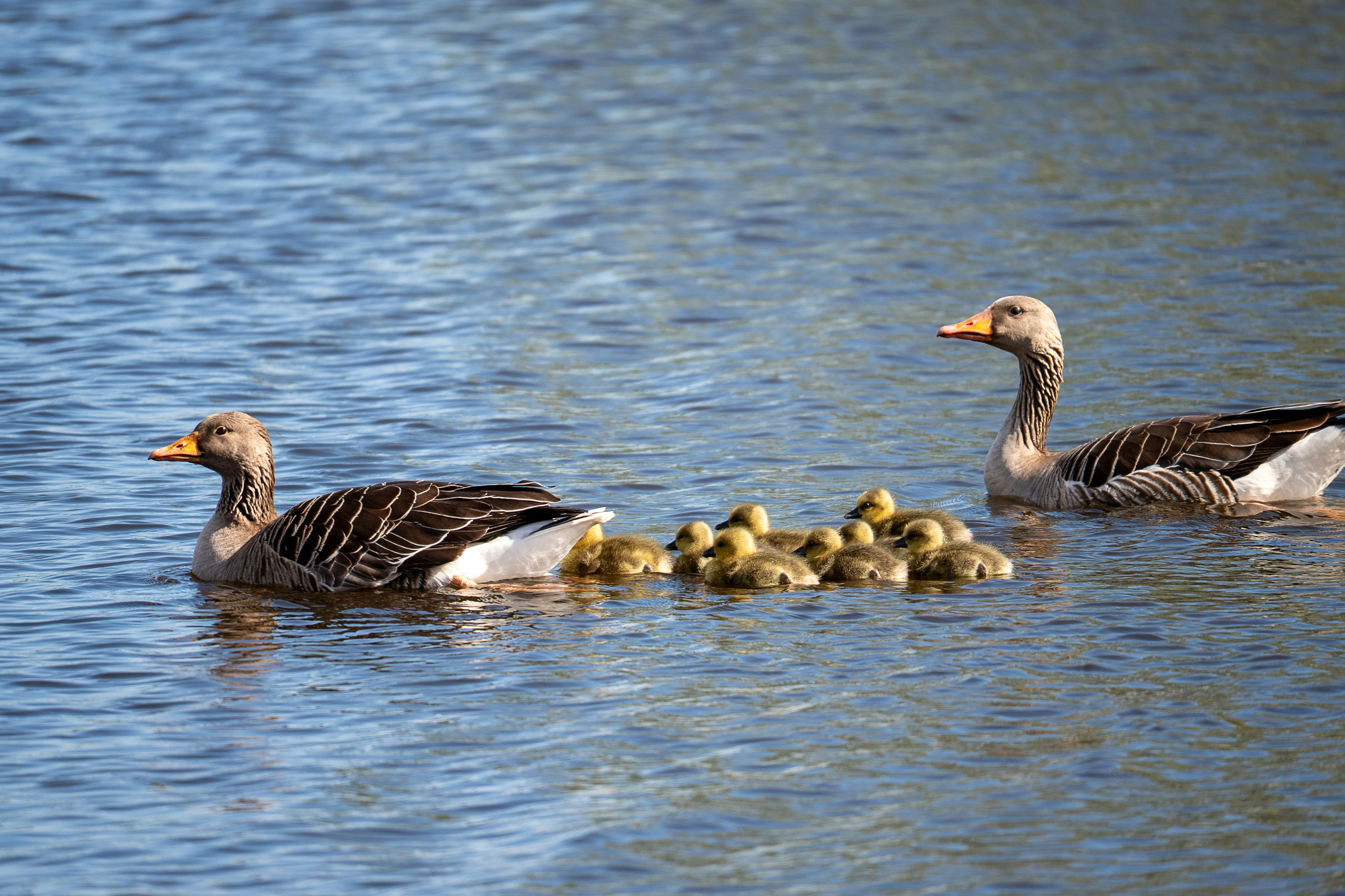 Family Row: Geese Leading the Ducklings Across a Quiet blue Lake