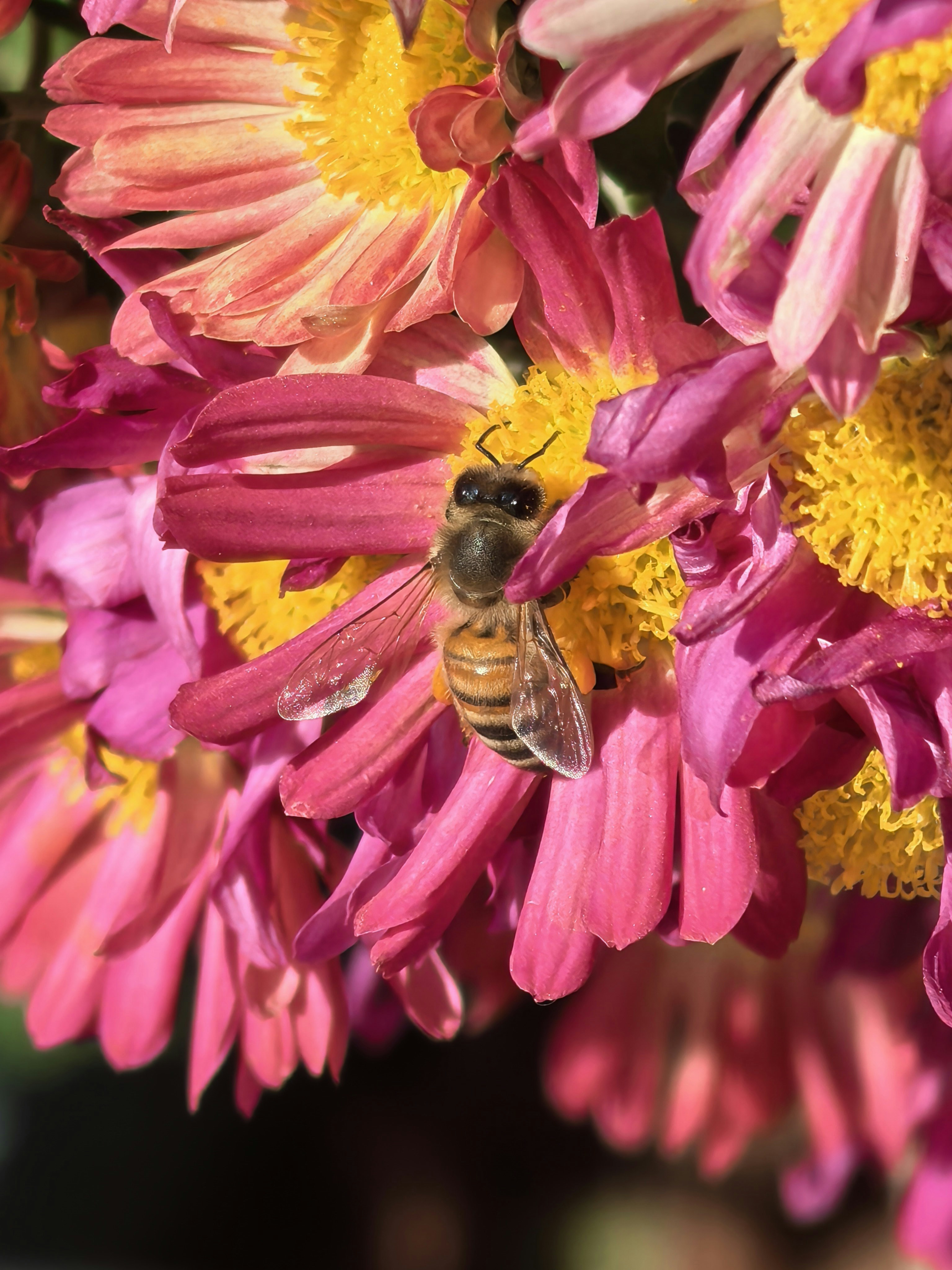 Bee on a Pink Chrysanthemum: Burst of Color and Pollinator Detail