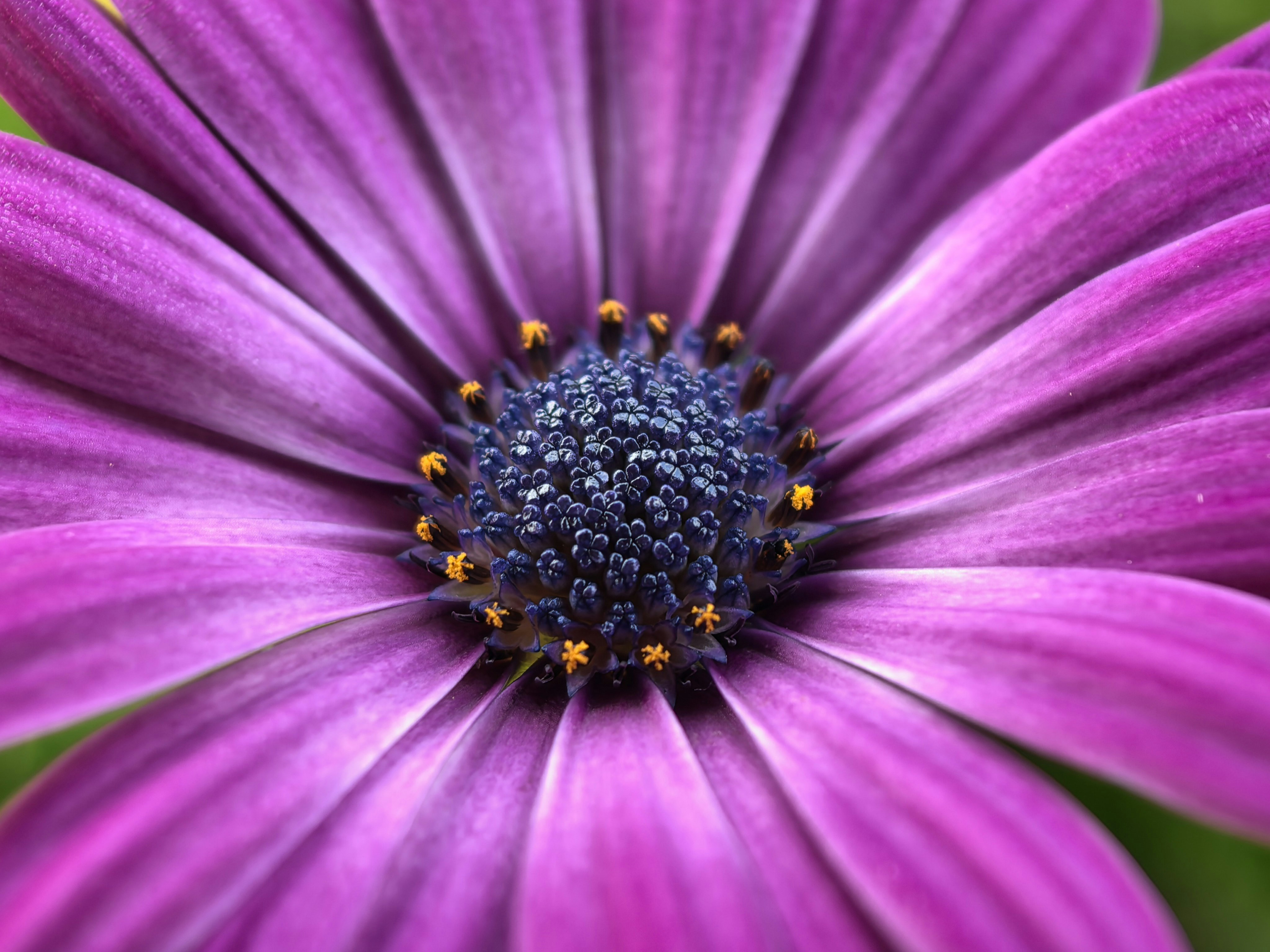 Center of Bloom: A Magenta Petal Macro Portrait