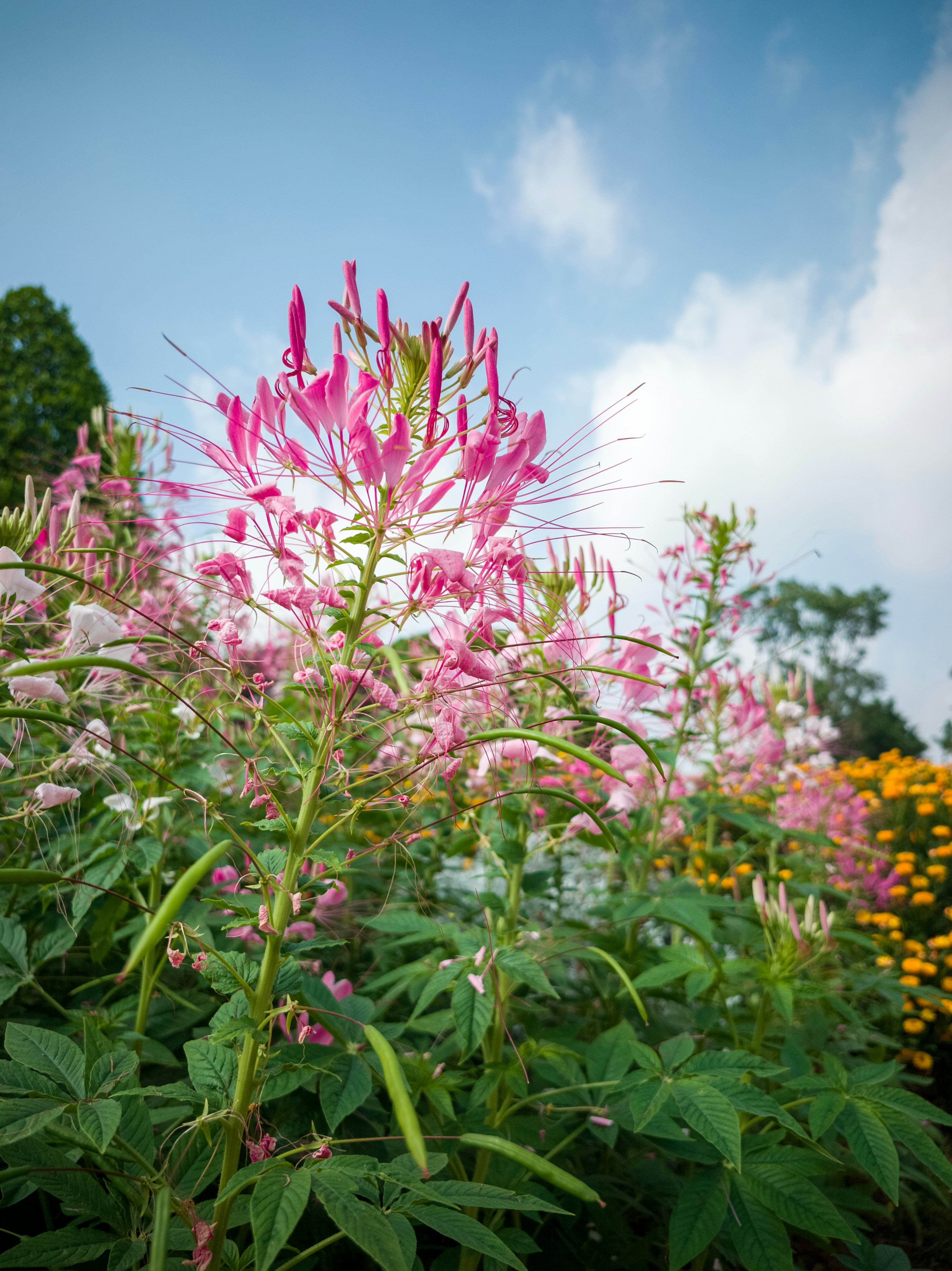 Pink spider flowers blooming under a blue sky with clouds.