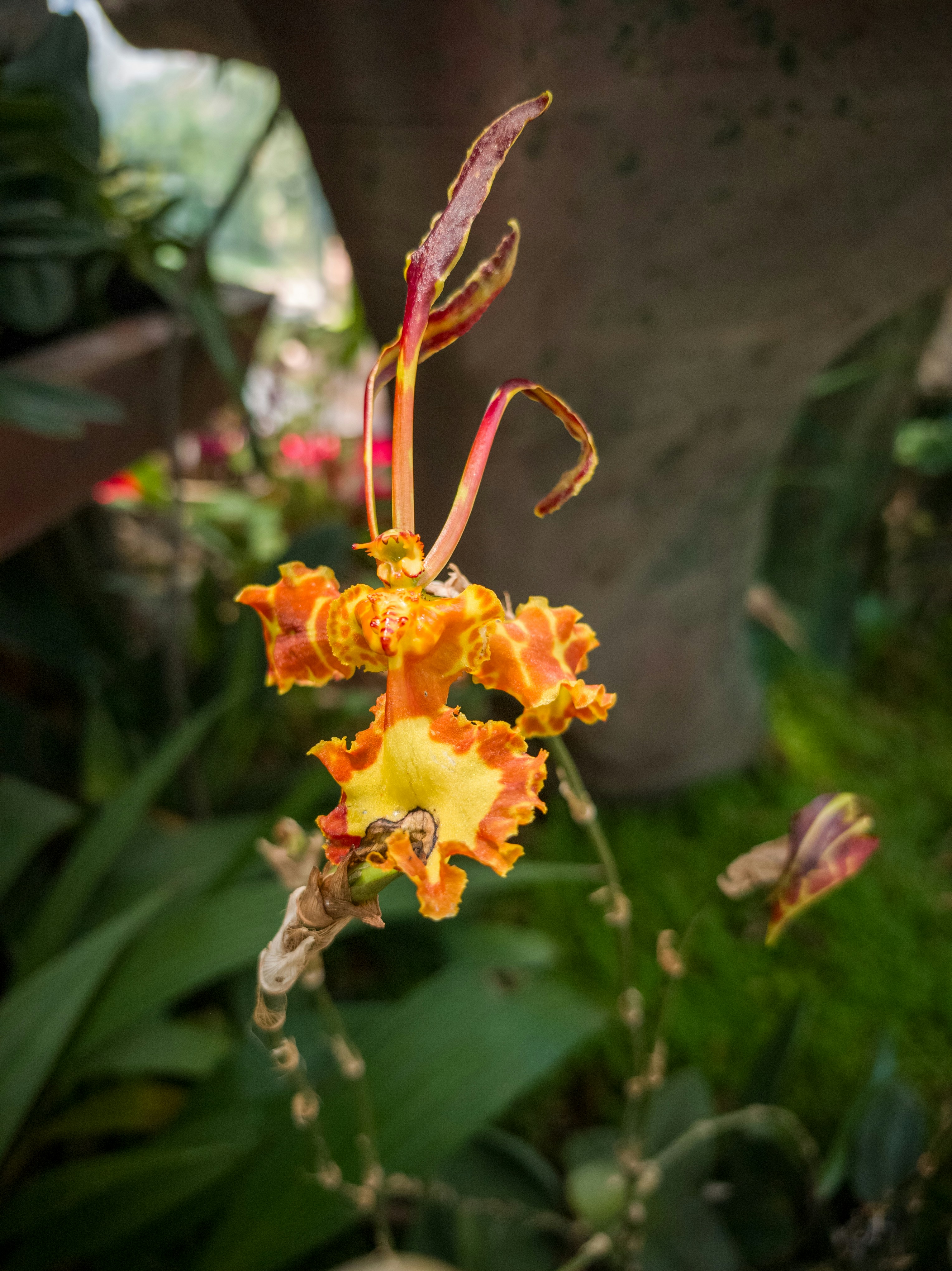Flame-tipped bloom: a vibrant orange flower uncurling in a sunlit garden