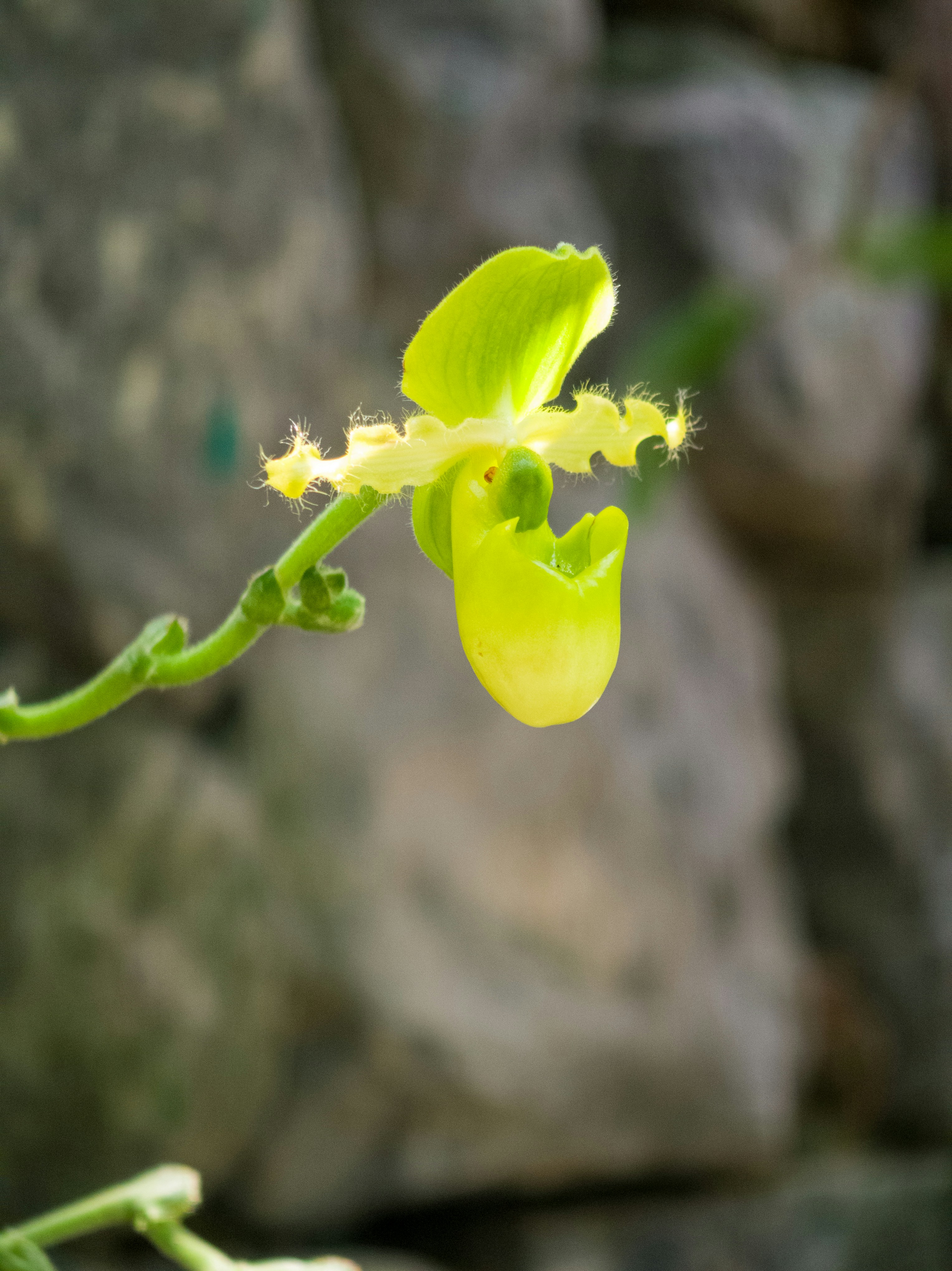 Yellow Orchid Opening: A Gentle Petal at the Edge of Light