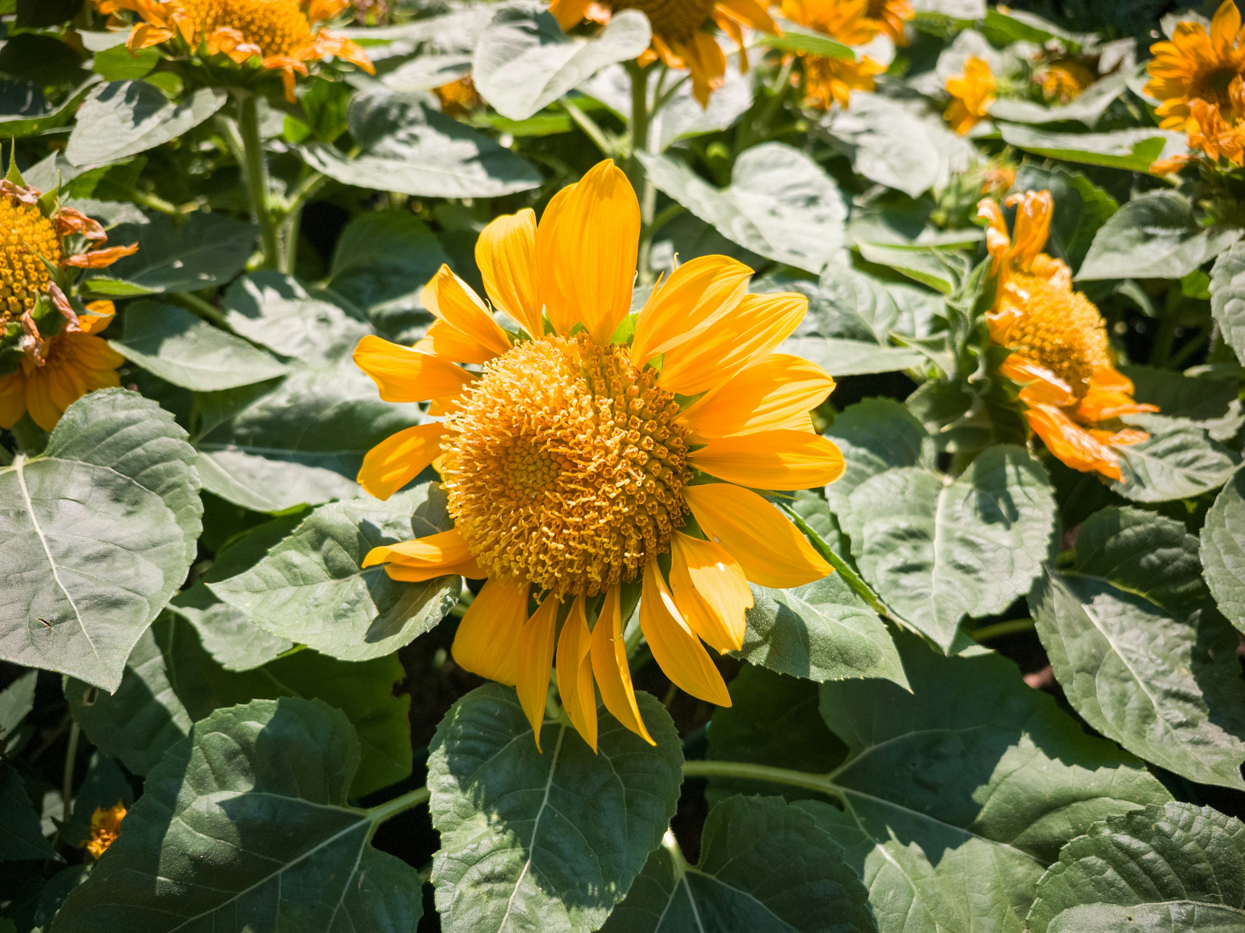 Sunlit Centerpiece: A Field of Golden Sunflowers