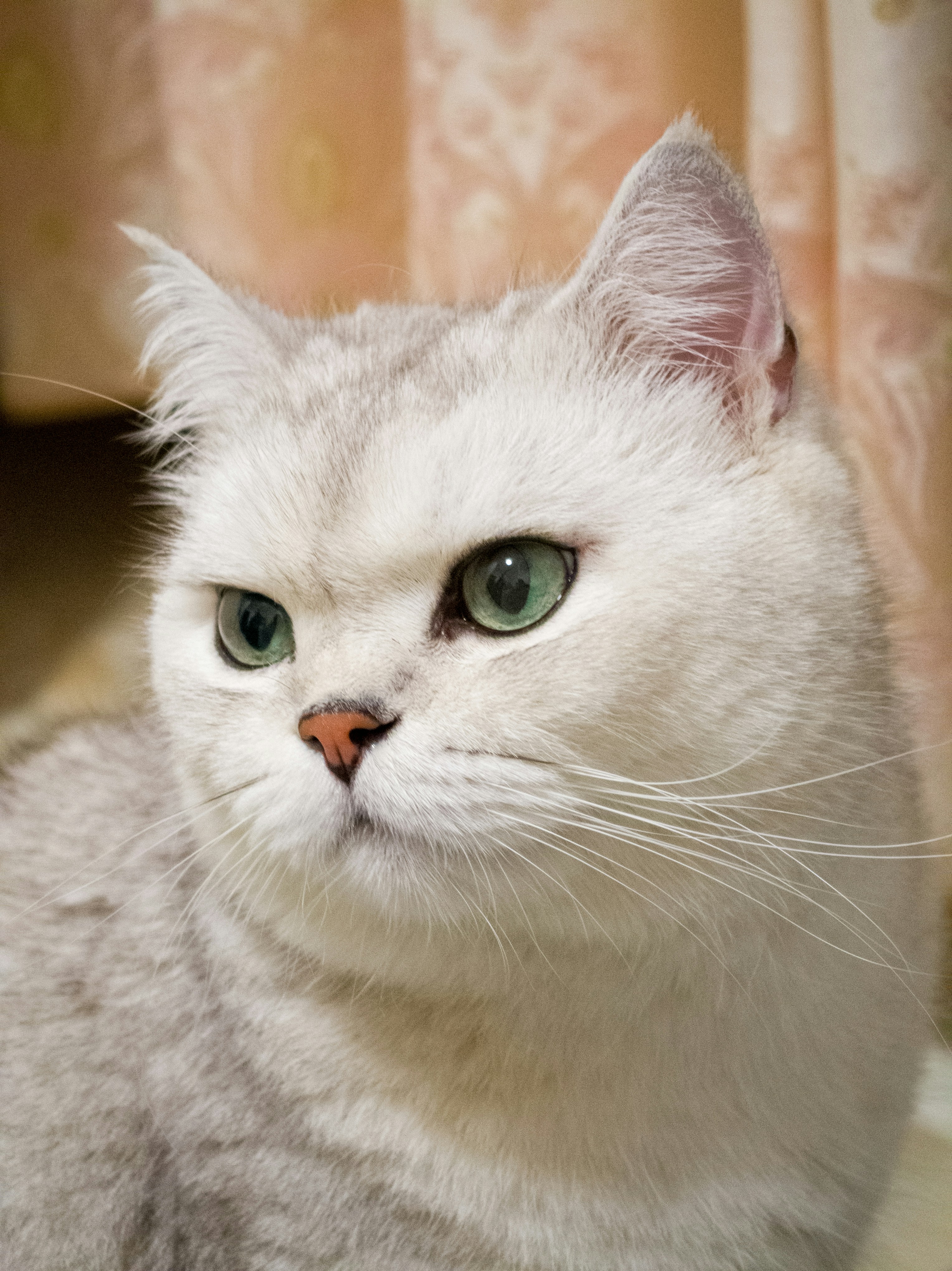 Emerald Gaze: A Quiet Portrait of a Soft-Featured Cat