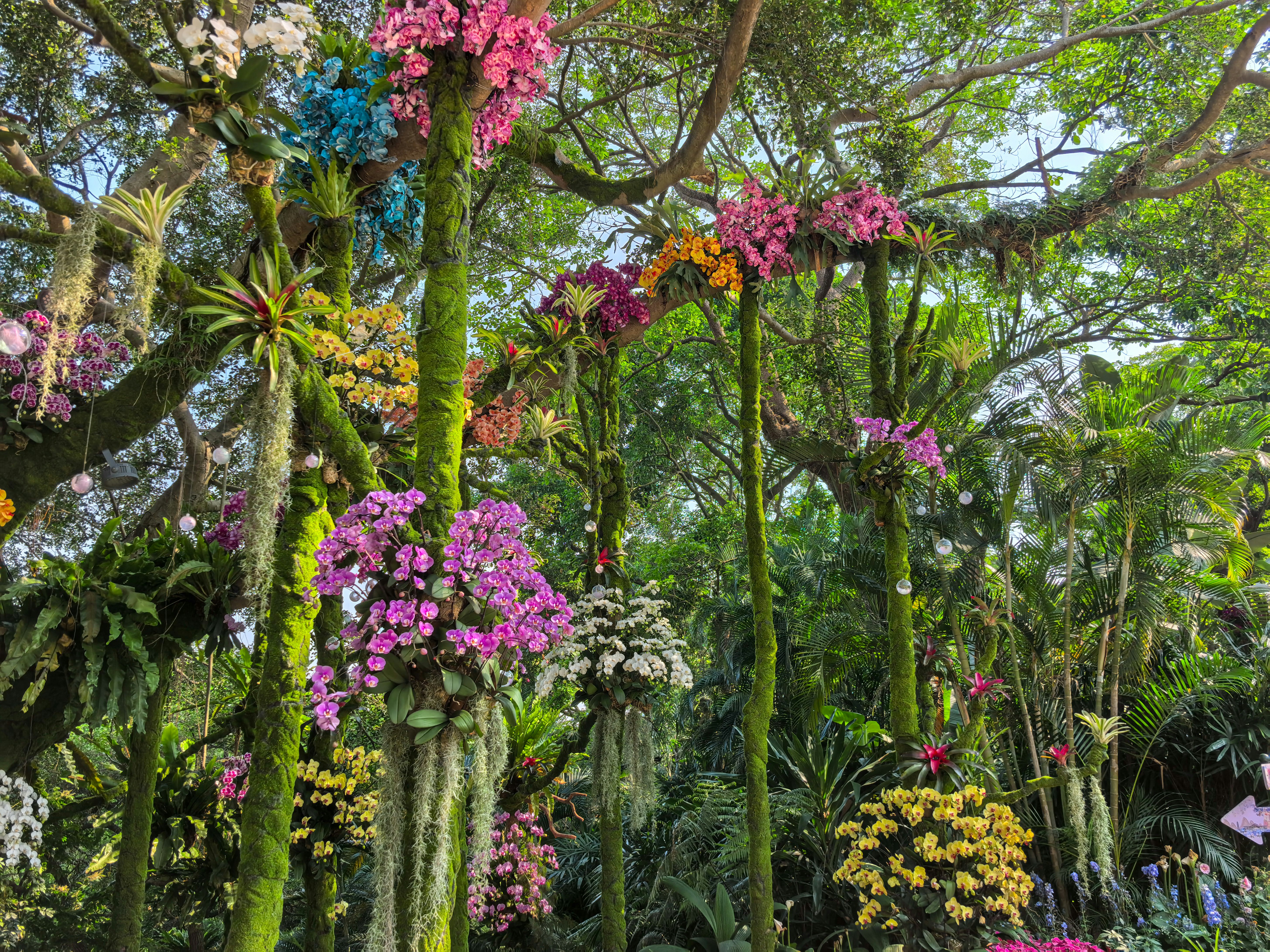 Vibrant Floral Canopy in a Lush Orchid Garden