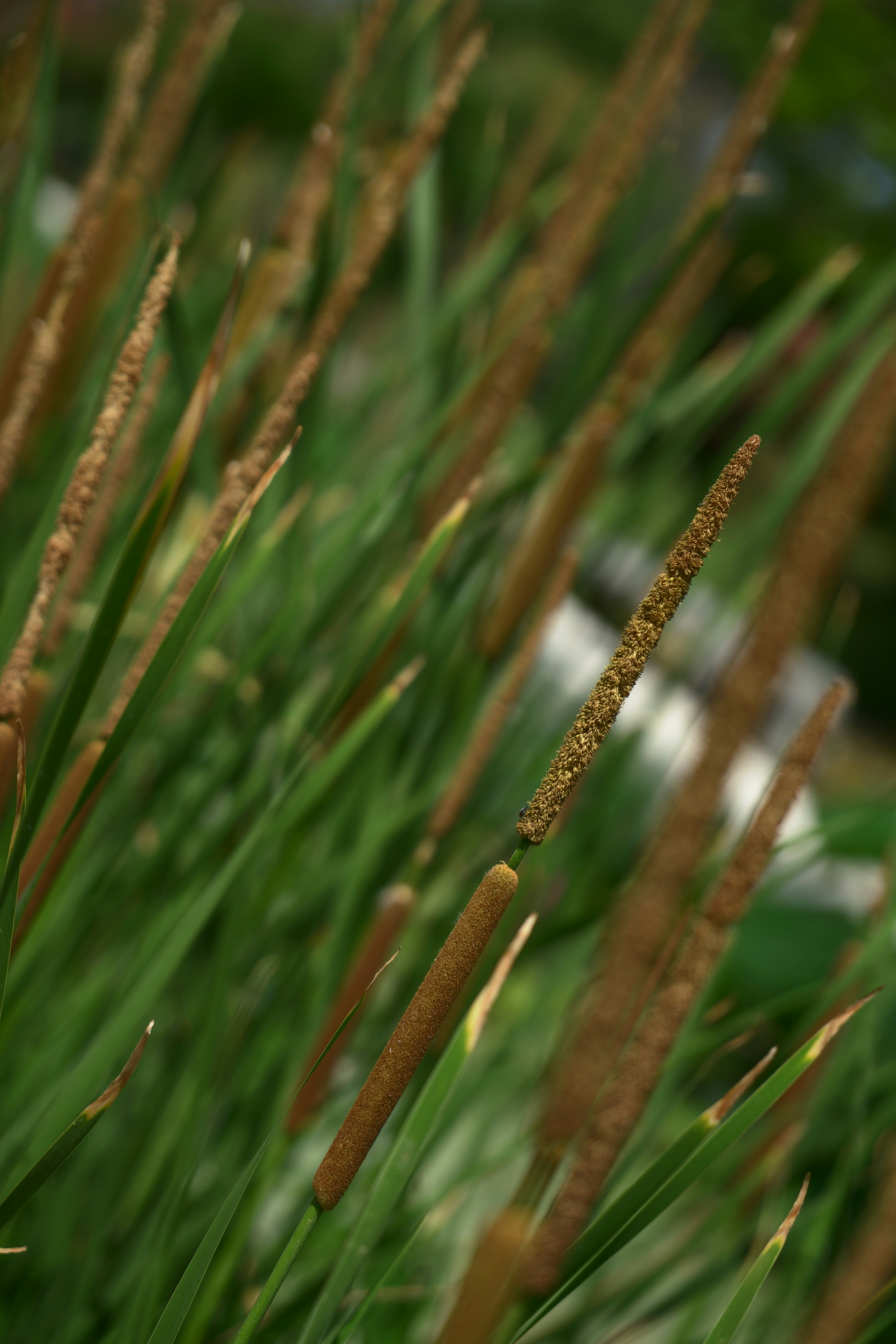 Field of Golden Catkins: Vertical Stems in Focus