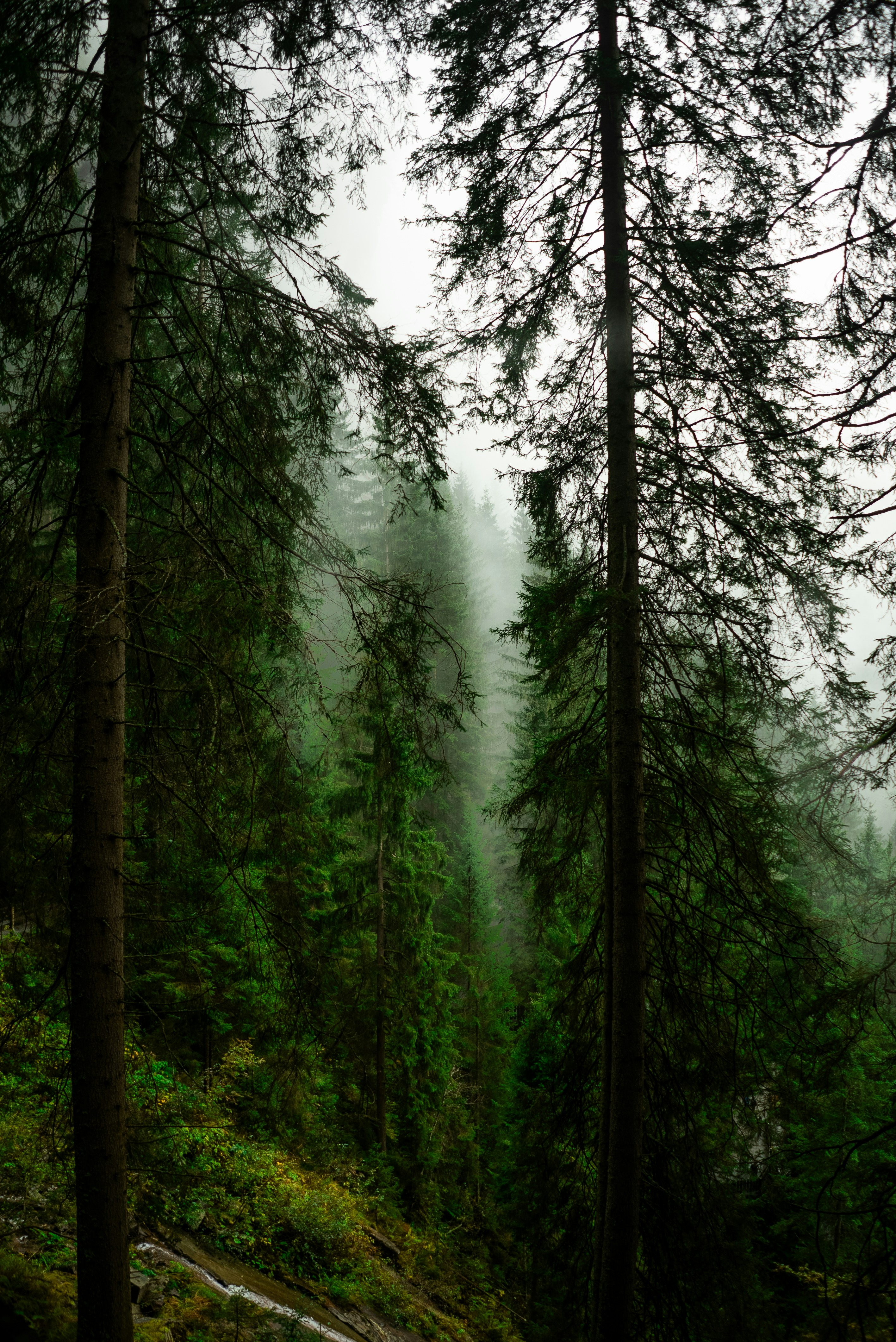 Misty Cedar Cathedral: Tall Trunks Veiling a Green Corridor