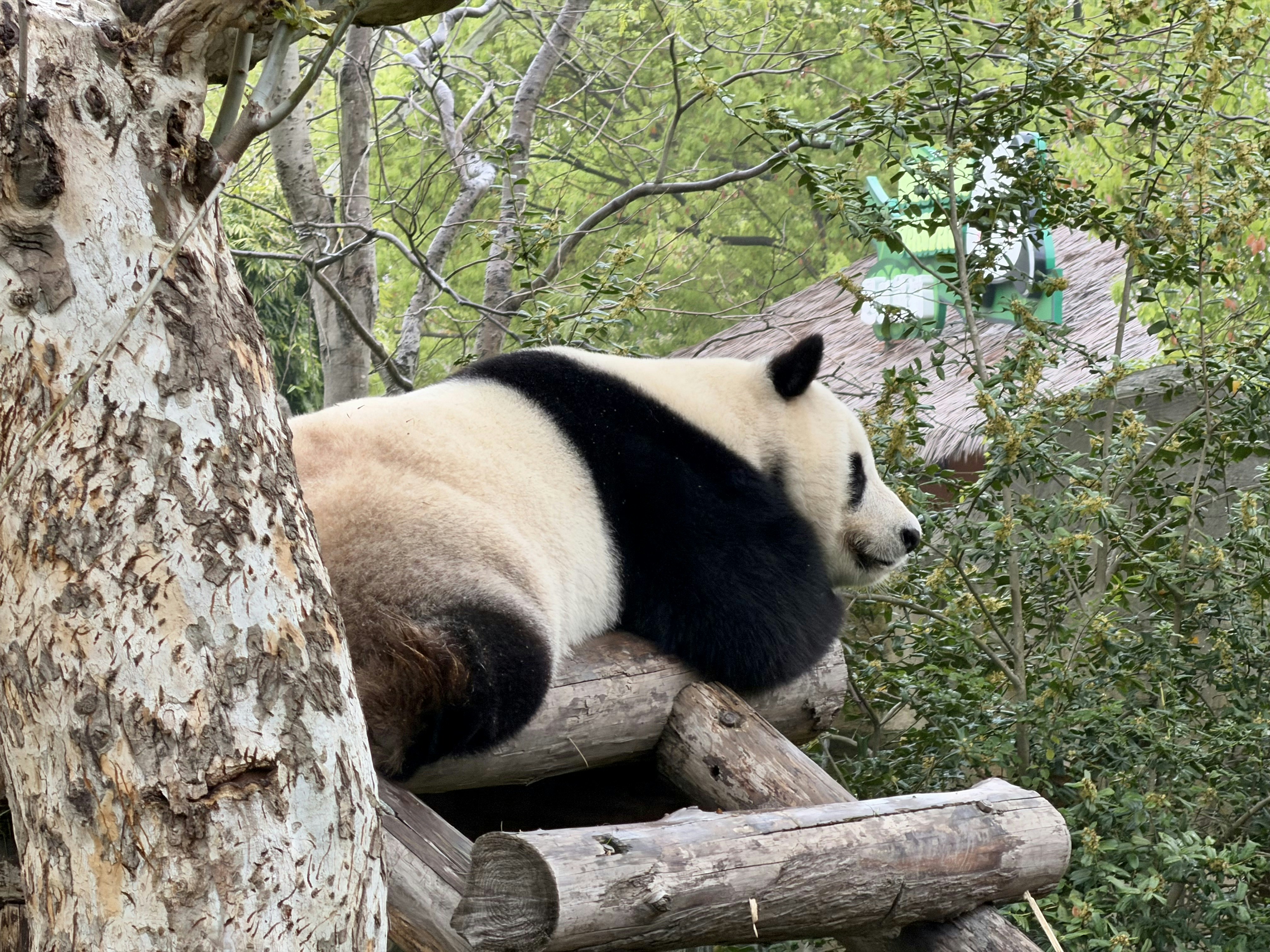 Giant Panda Resting on a Log Bridge in a Forest Enclosure