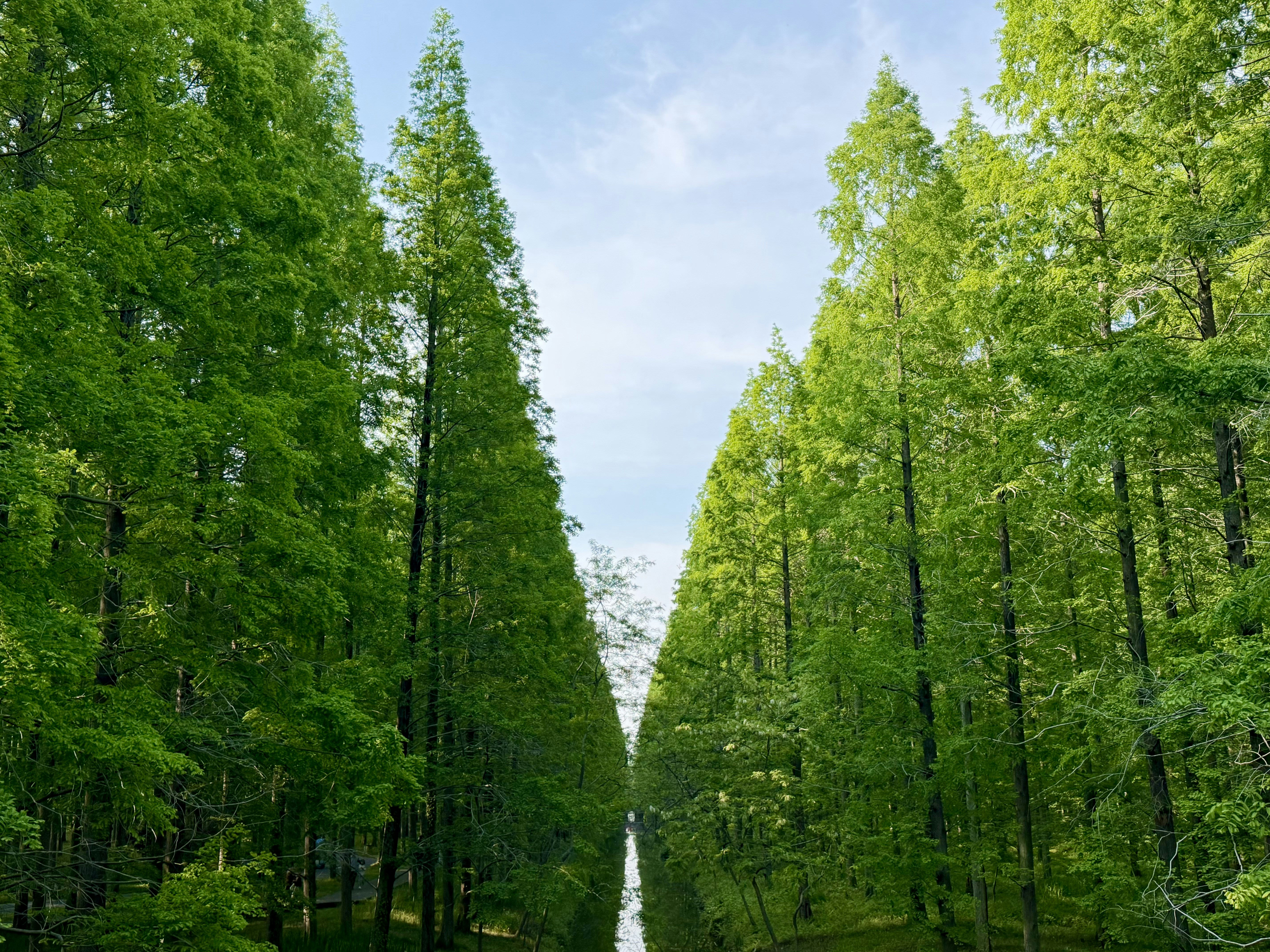 Sunlight filters through a lush forest, creating a striking natural pathway framed by towering trees.