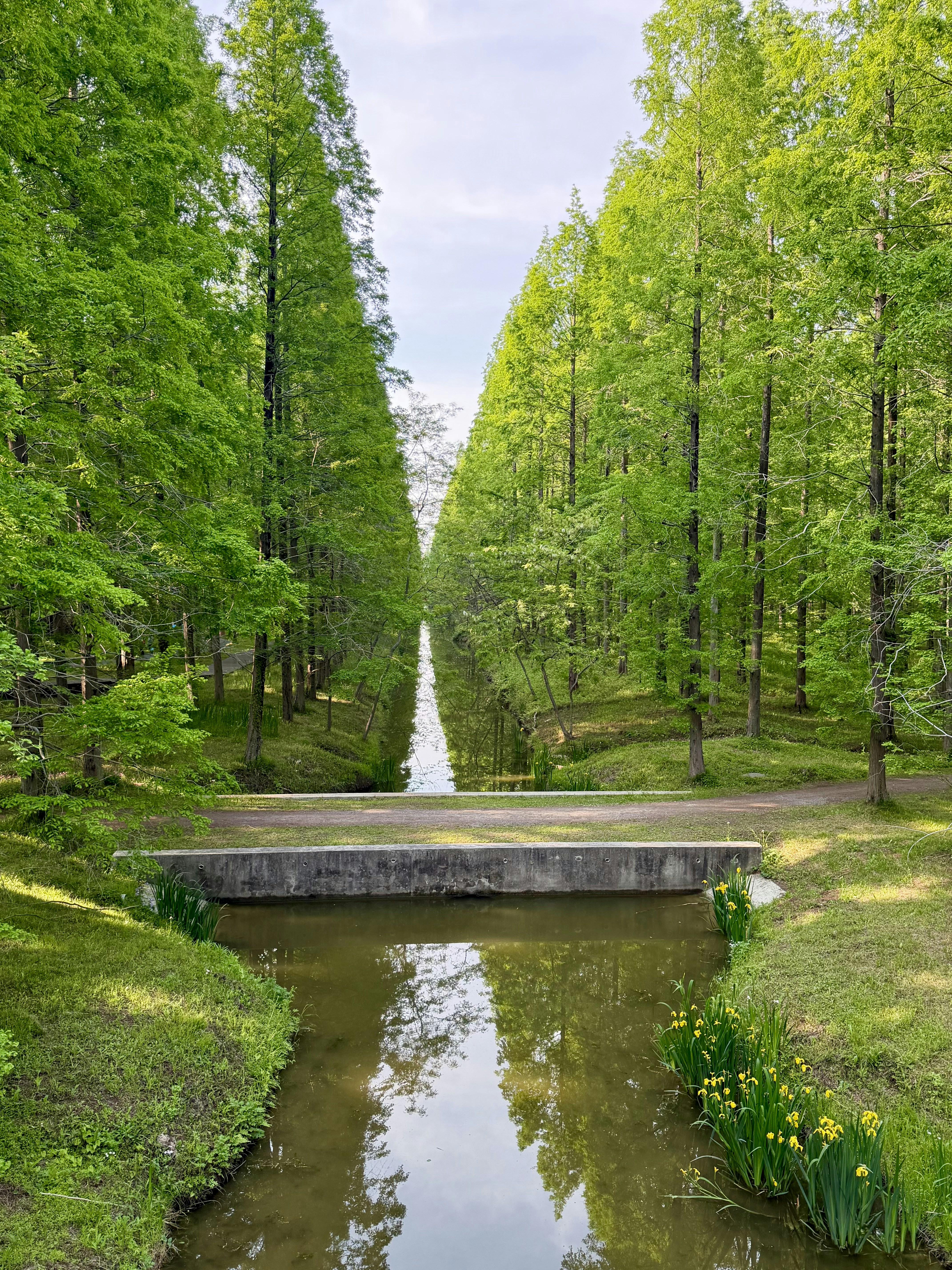 A perfectly symmetrical forest corridor draws the eye toward a distant vanishing point beneath vibrant green foliage.