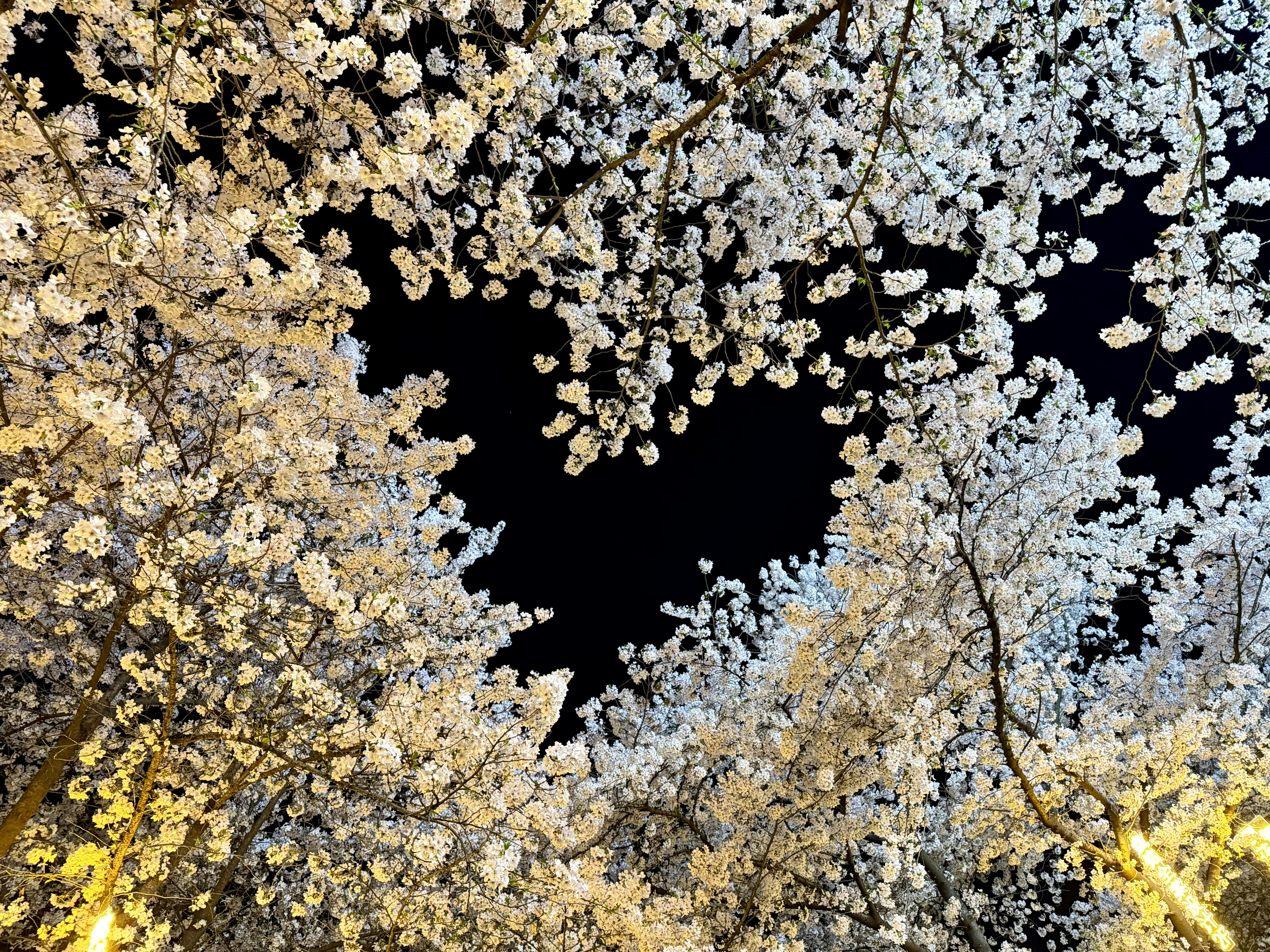 Night Blossom: Cherry Canopy Against a Midnight Sky