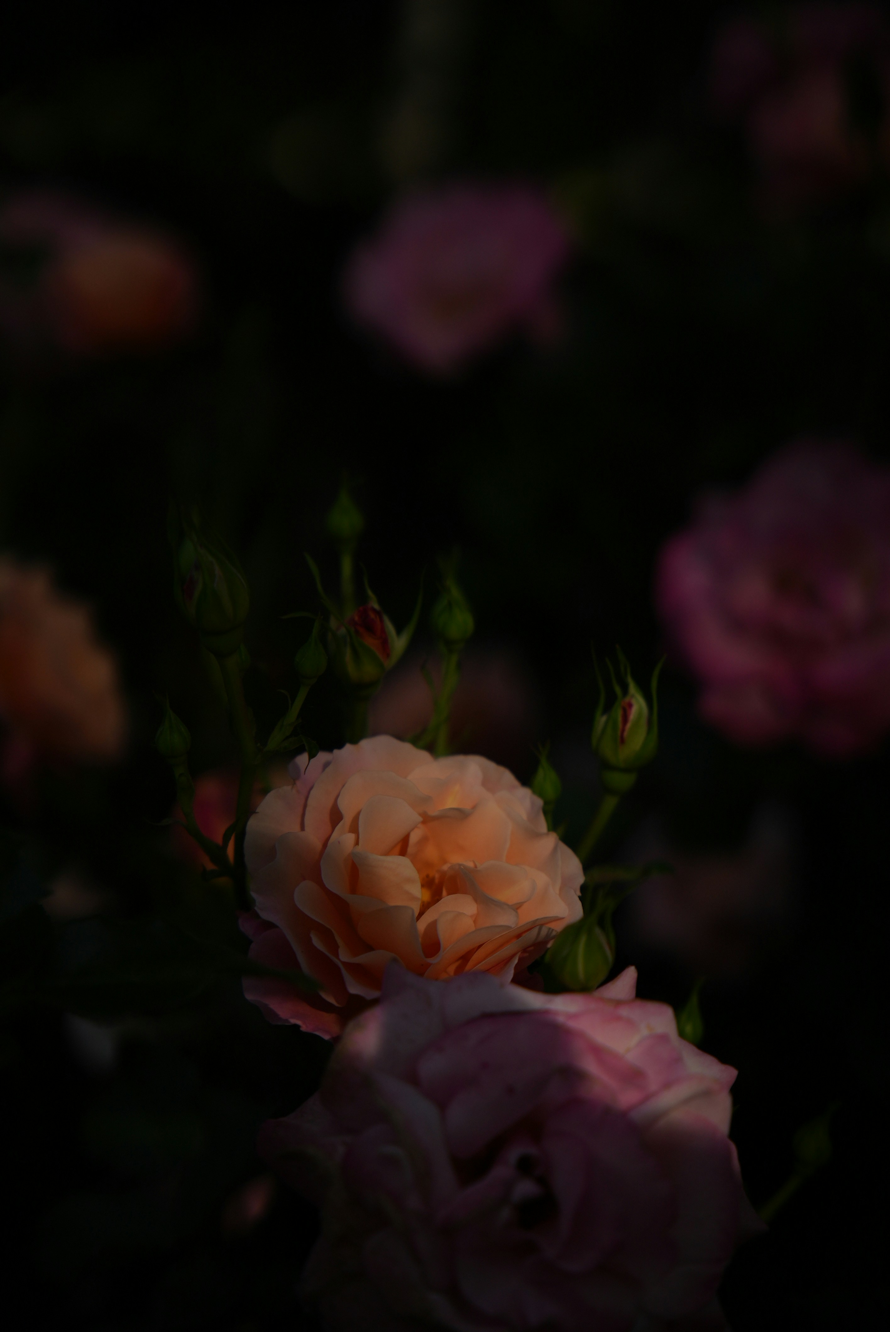 Soft Ember Rose in a Velvet Night Garden
