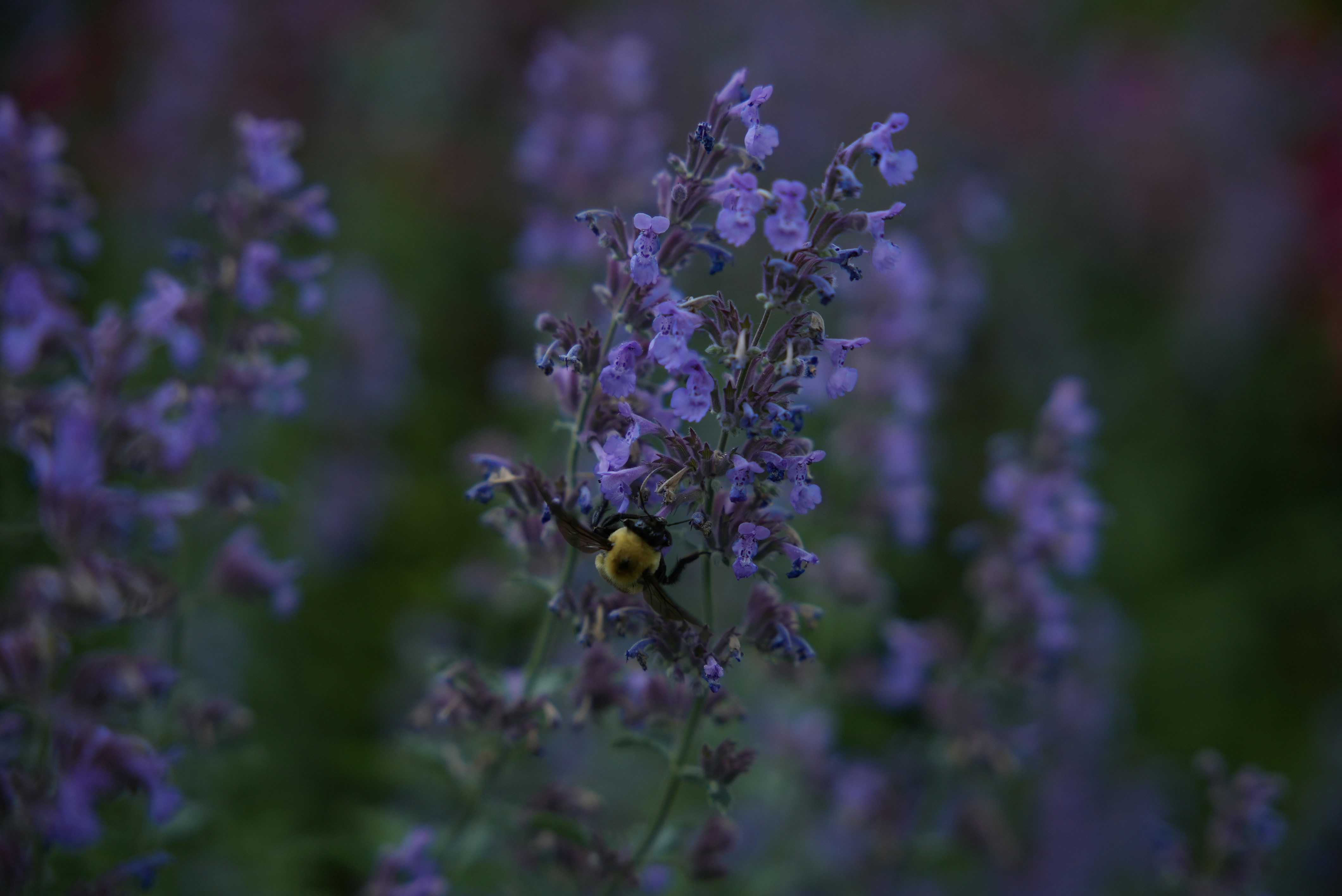 Secretive Lavender Bloom with a Hovering Bee