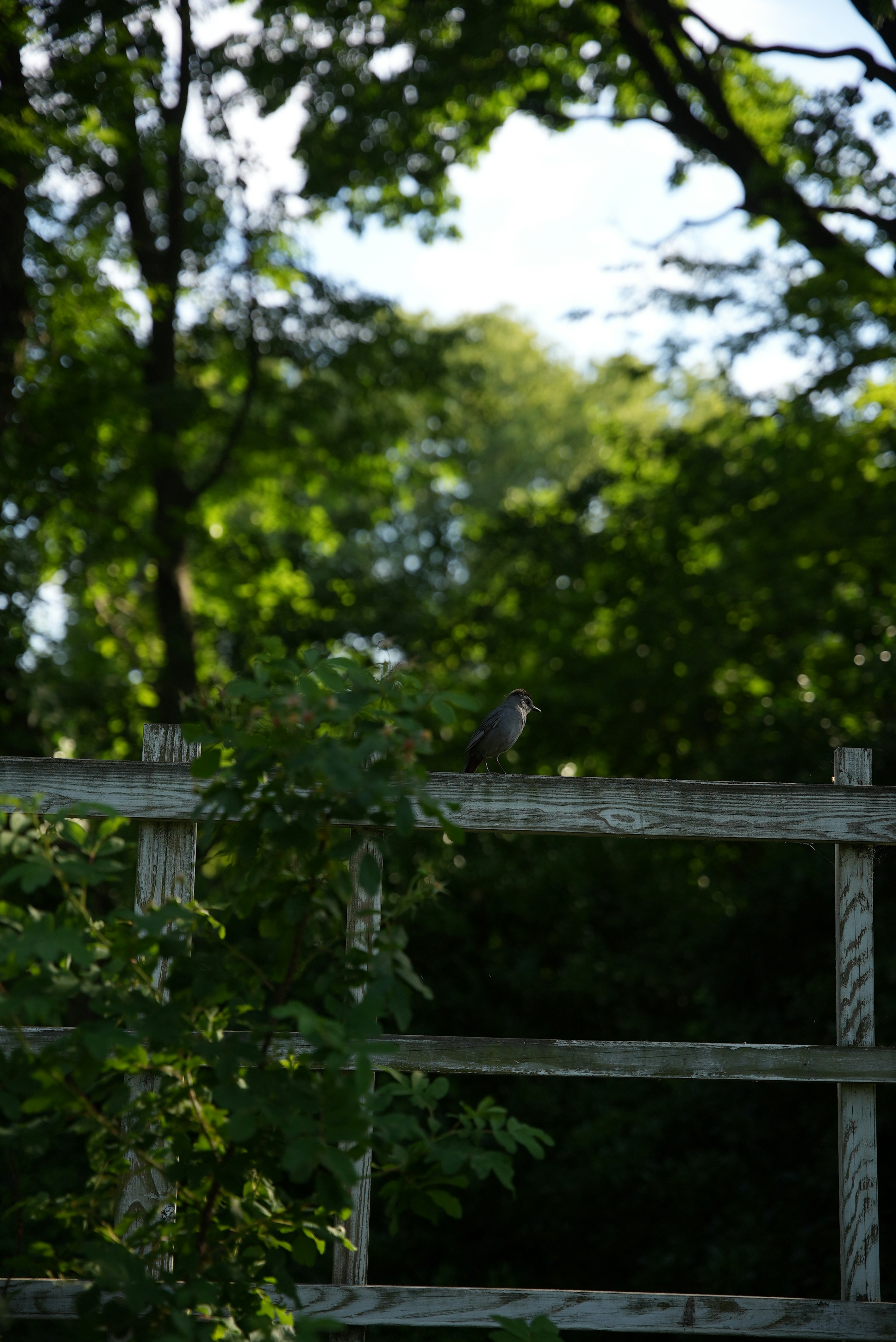 Bird on a Weathered Fence Amid Shaded Hollow