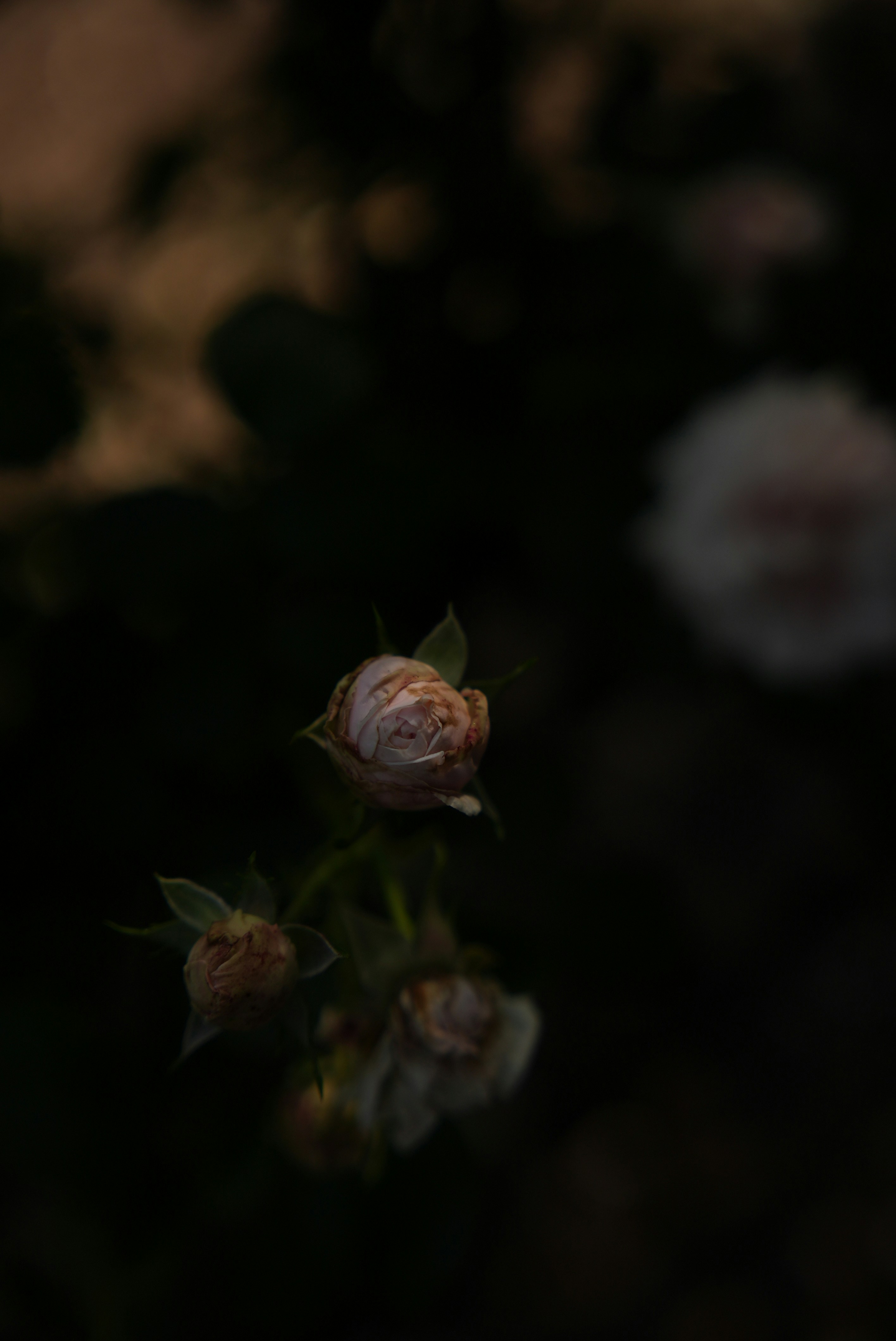 Tender Rosette in the Gloom: A Closed Bud Reveals Quiet Resilience