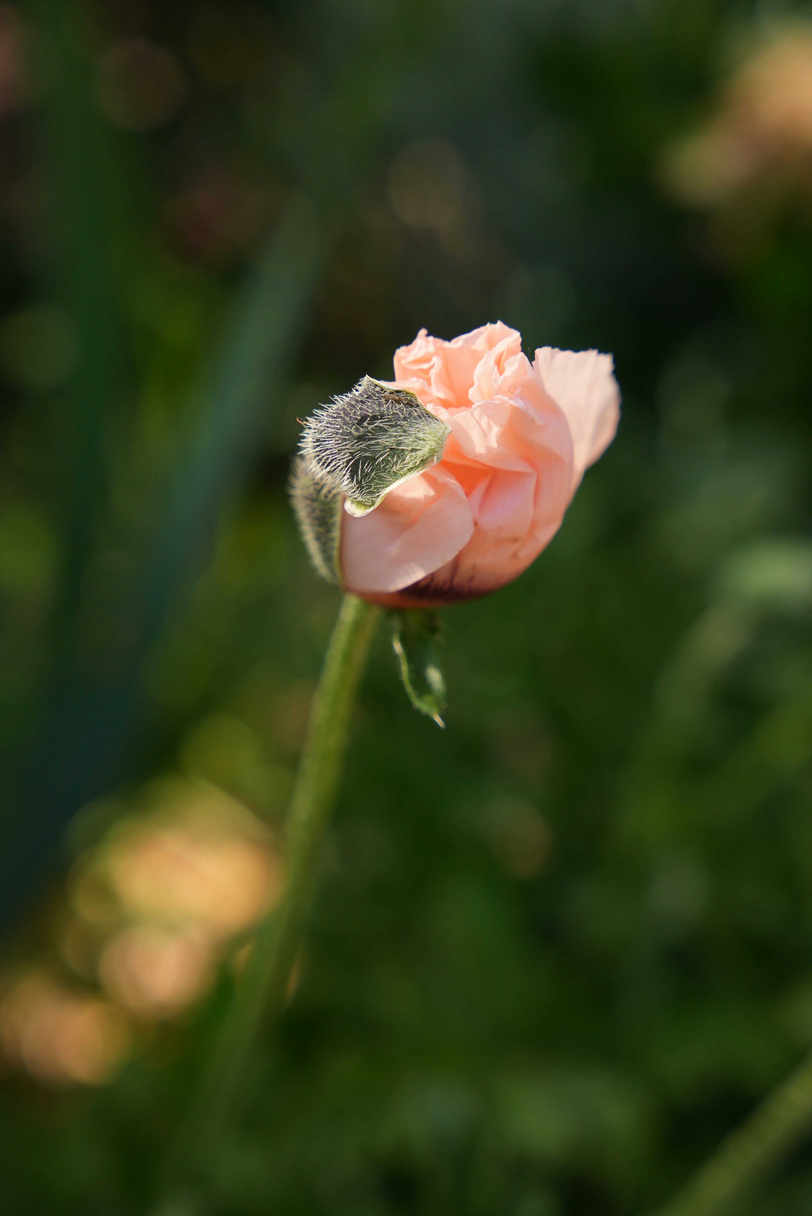Soft Peachbud in a Garden Spotlight