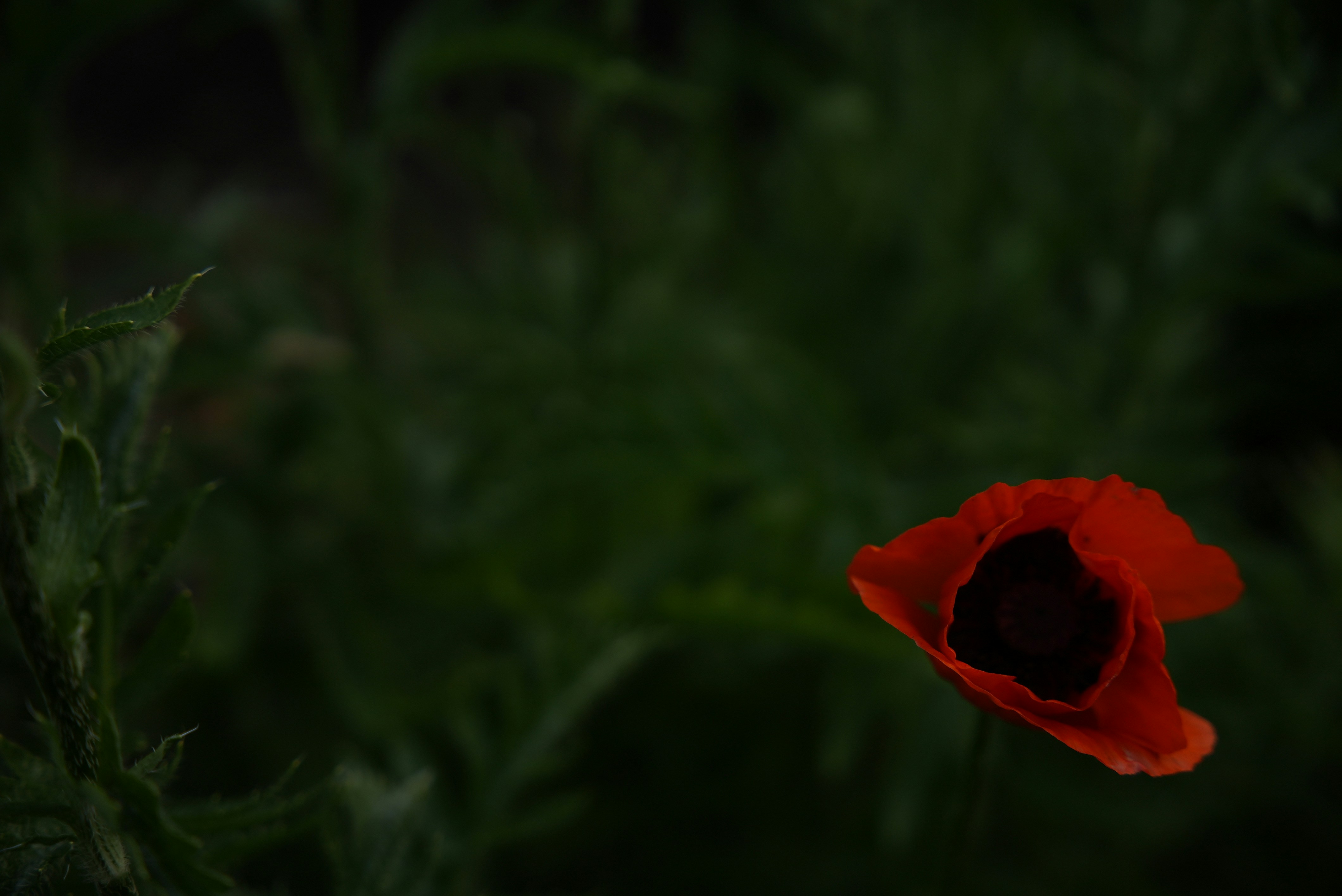 Red Poppy in Midnight Green