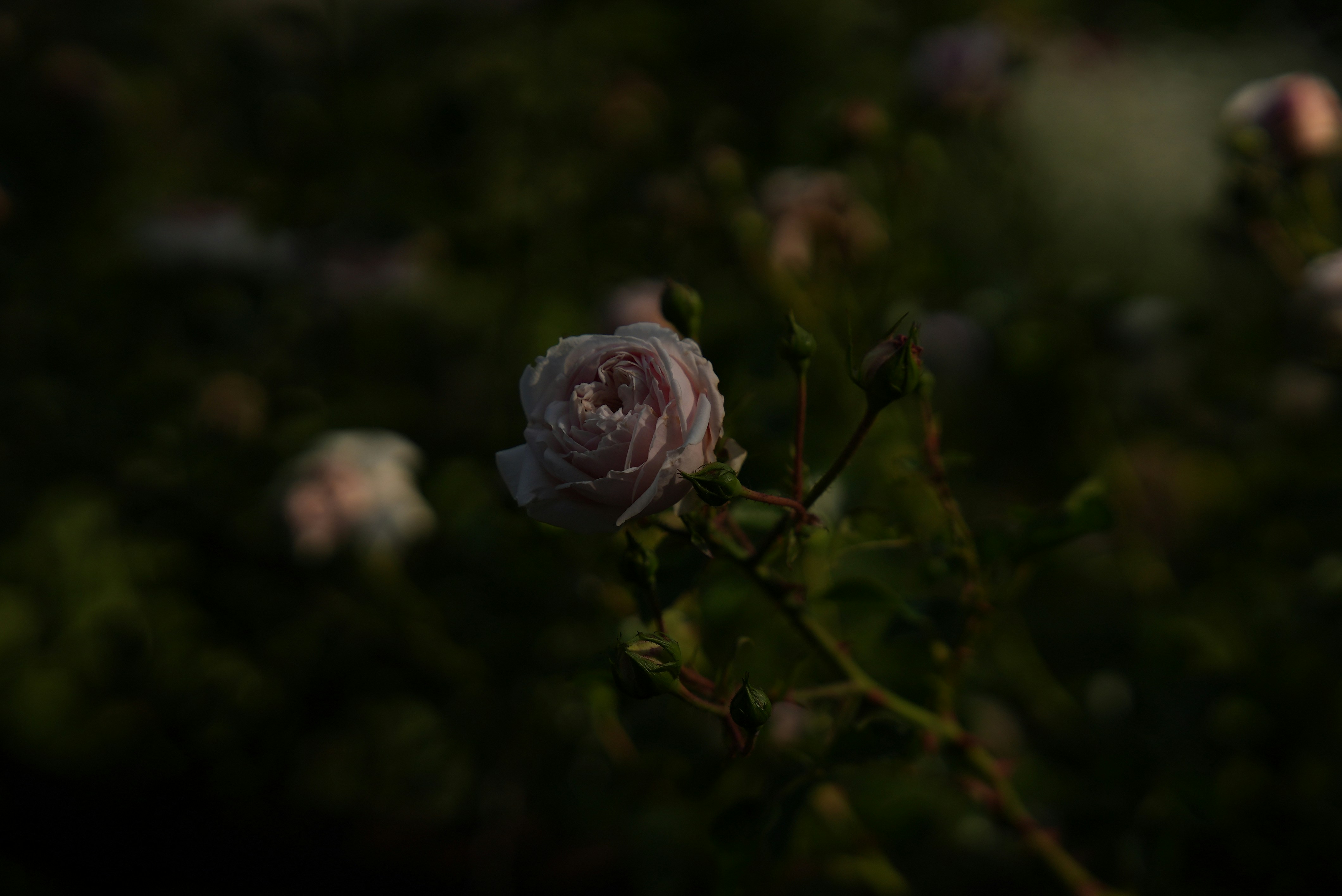 Midnight Rose in a Softly Dark Garden