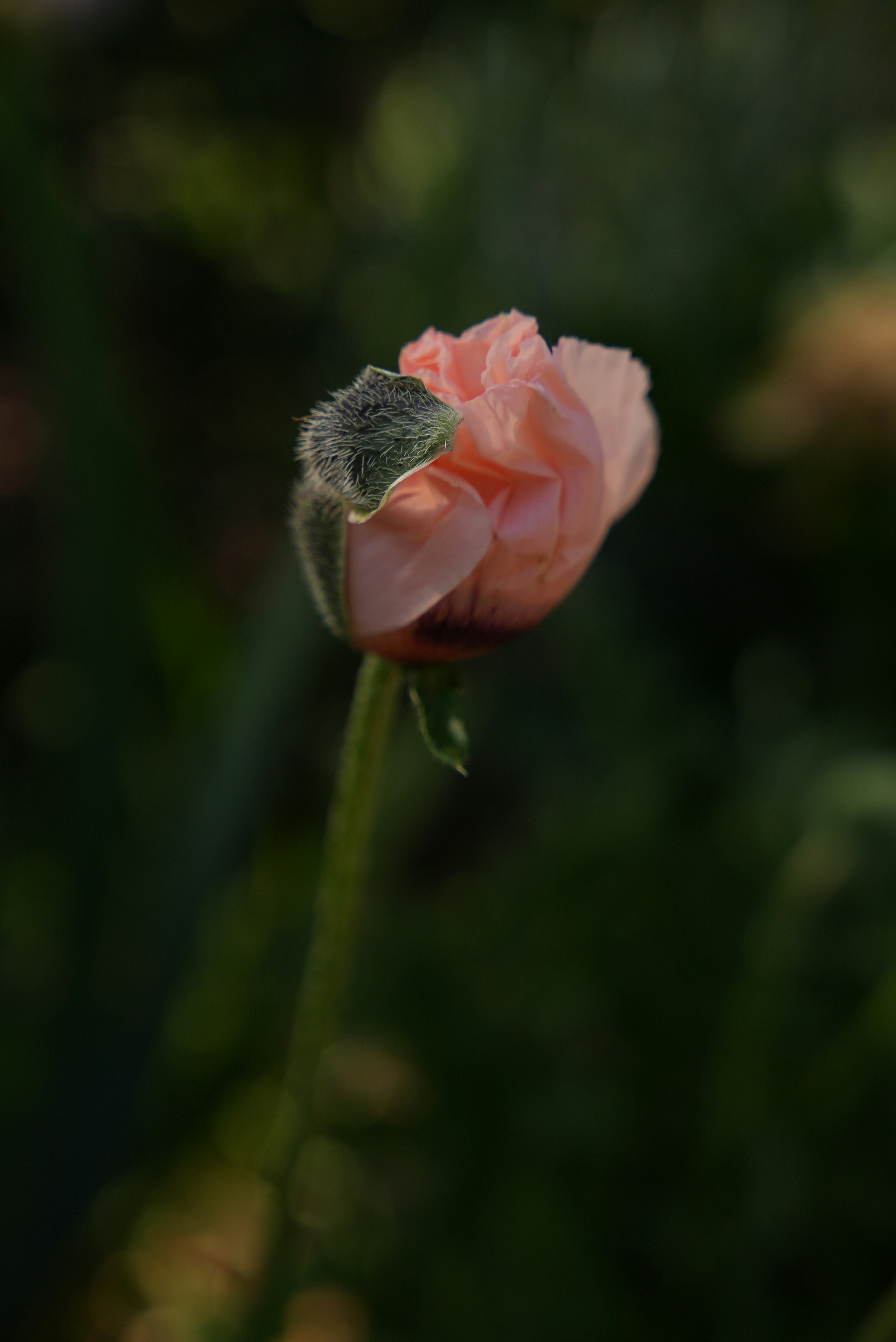 Soft Peach Bloom in a Quiet Garden