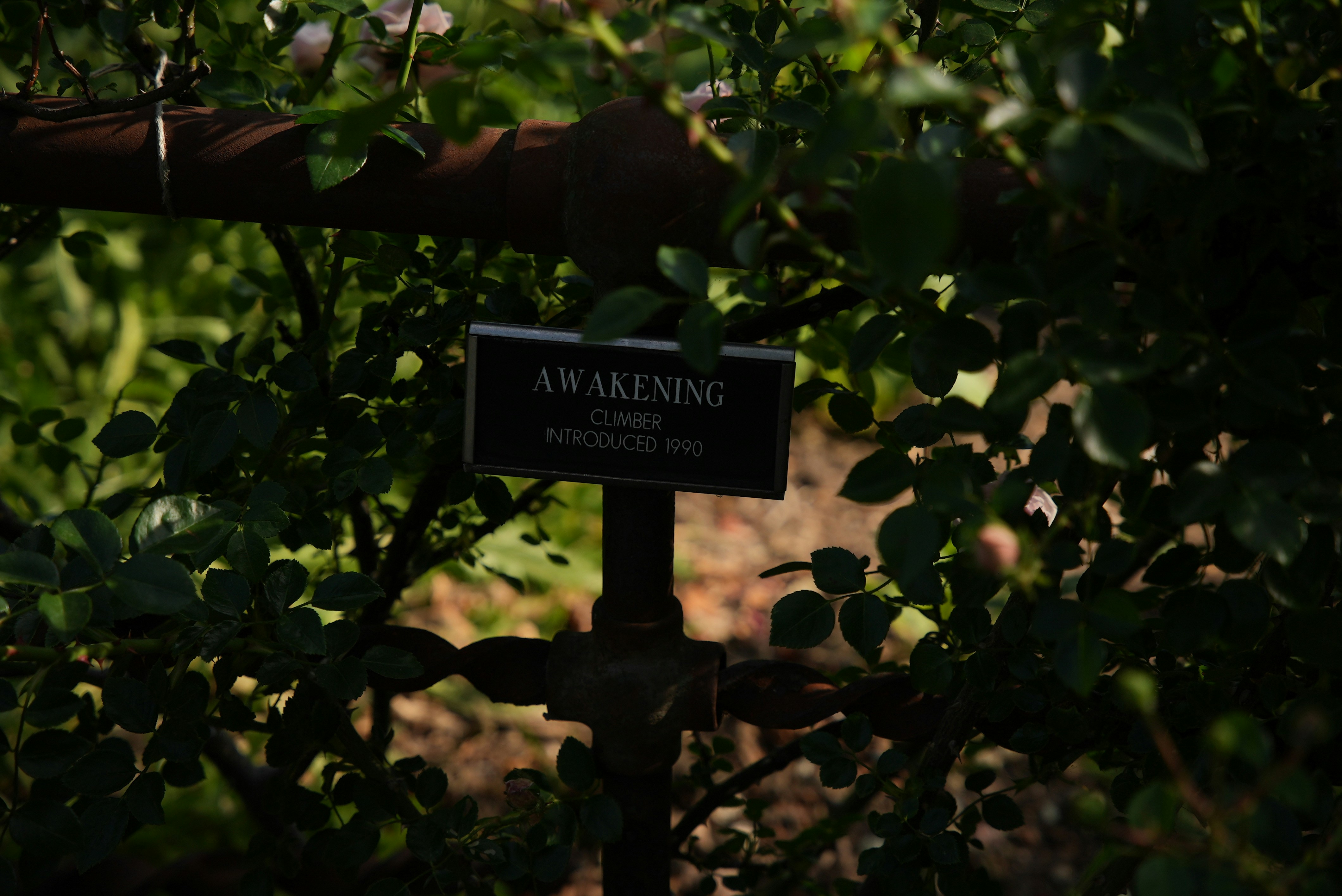 Awakening in the Garden: A Sign Hidden by Leaves