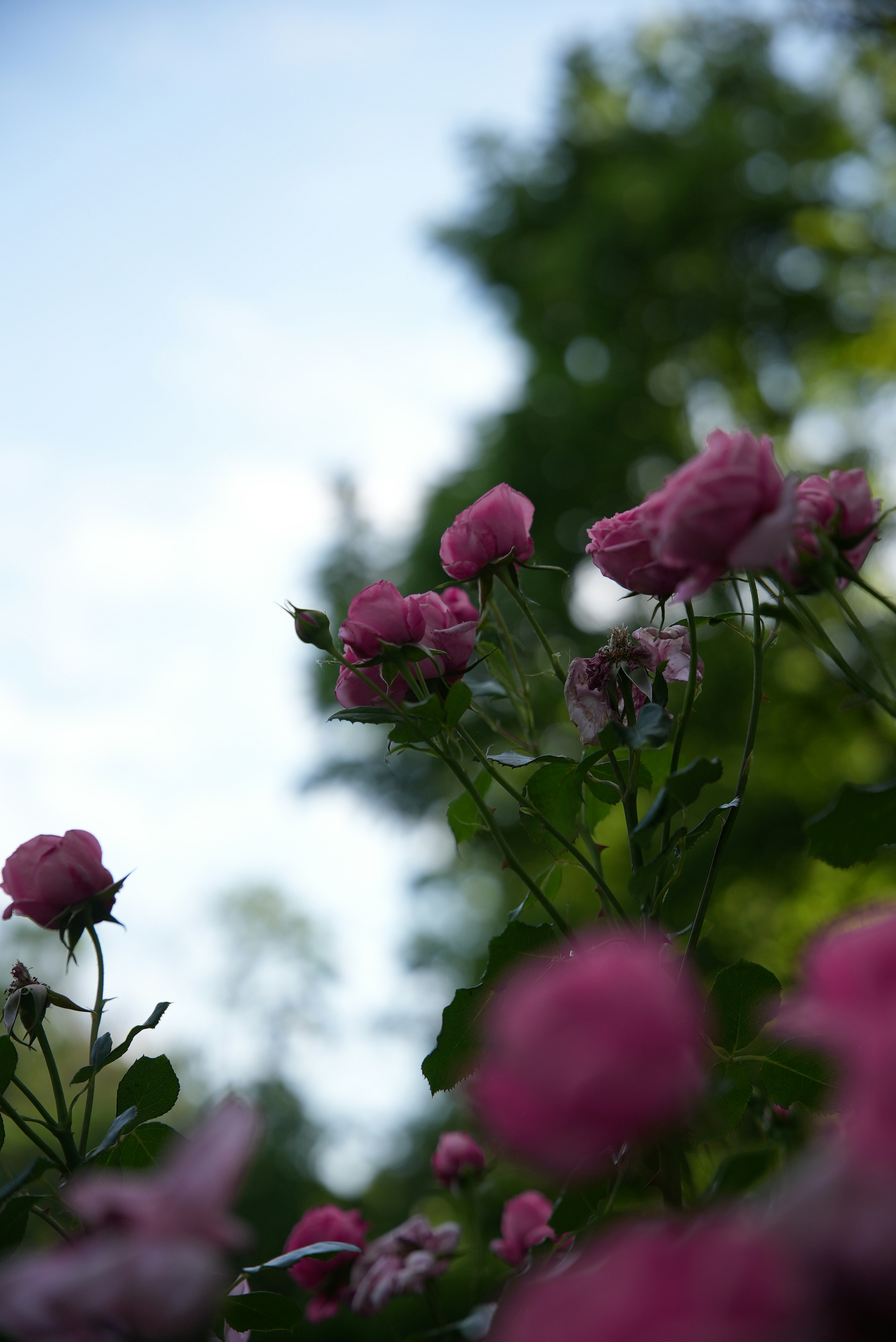Pink rosebuds blooming against a bright sky and green trees.