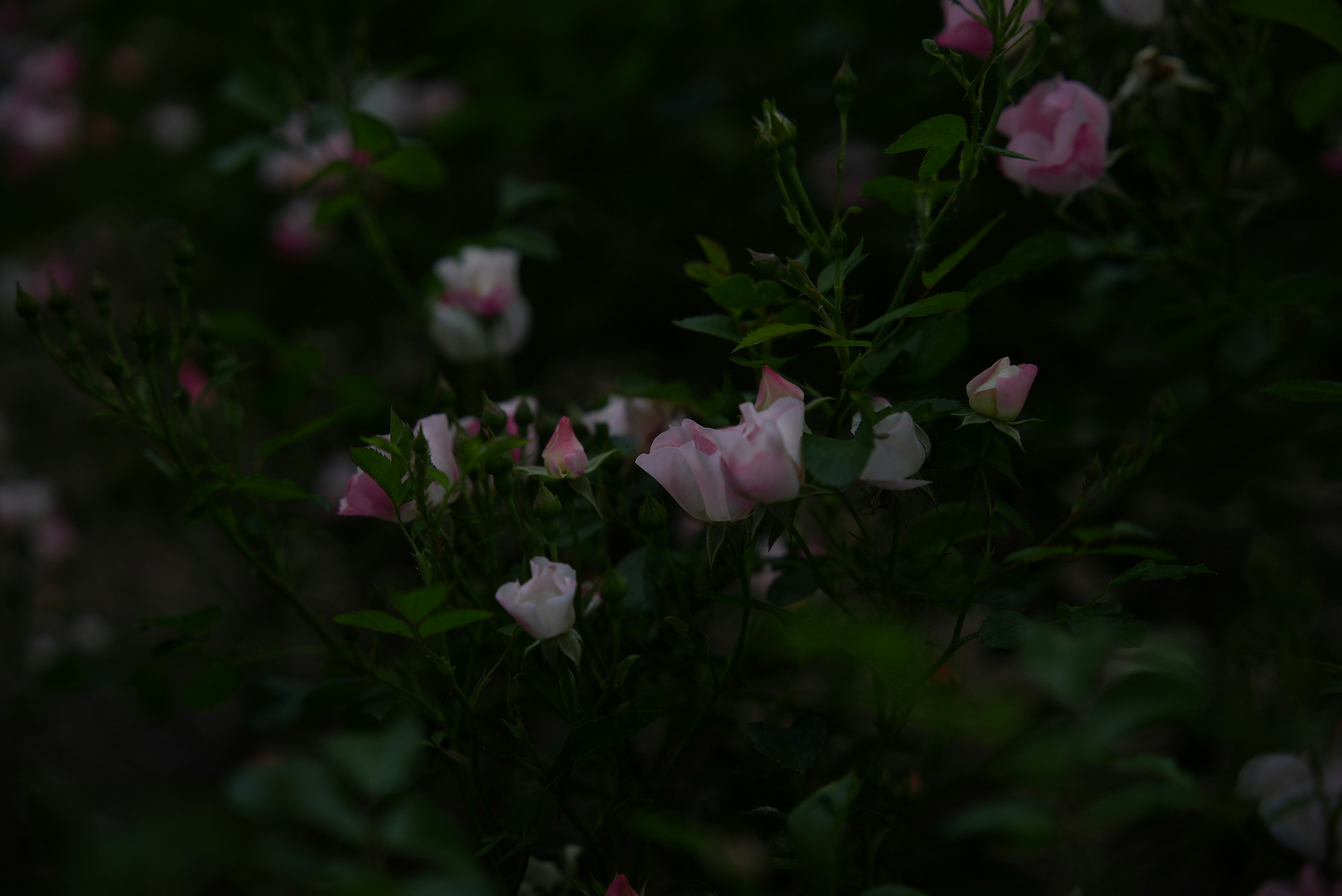 Moonlit Roses in a Quiet Garden