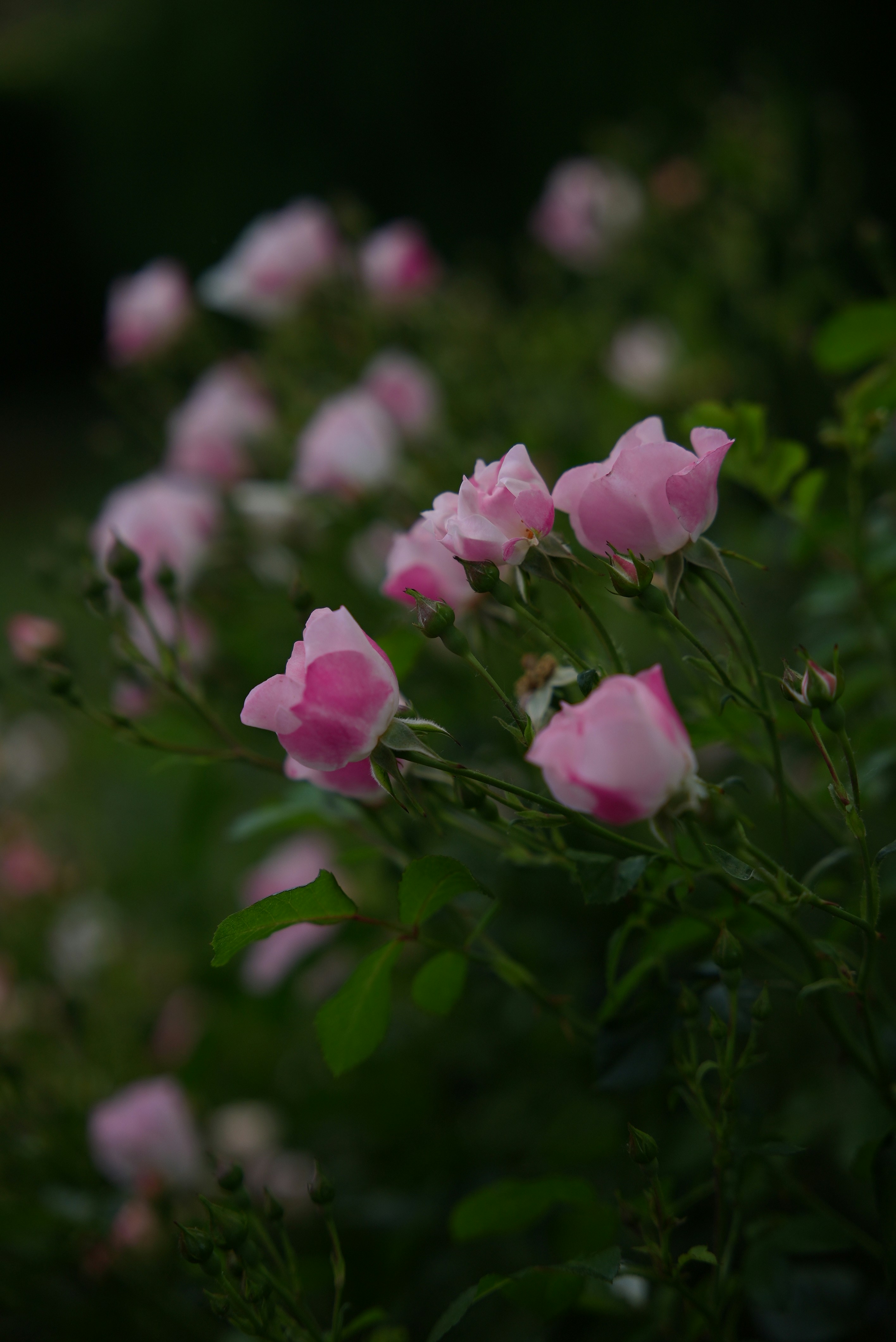 Pink rosebuds blooming on a bush in a garden.