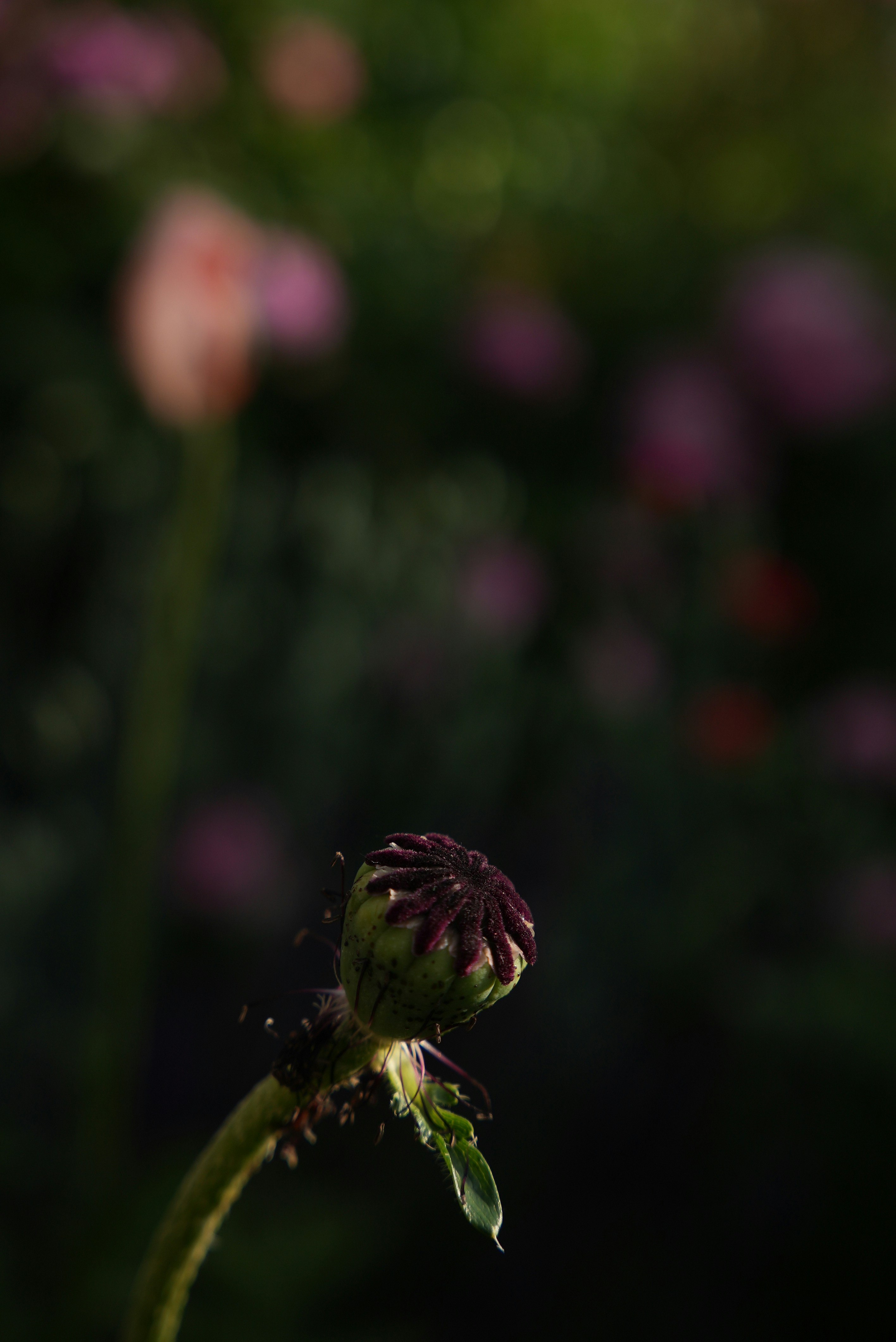 Close-up of a Bud Emerging in Spotlight
