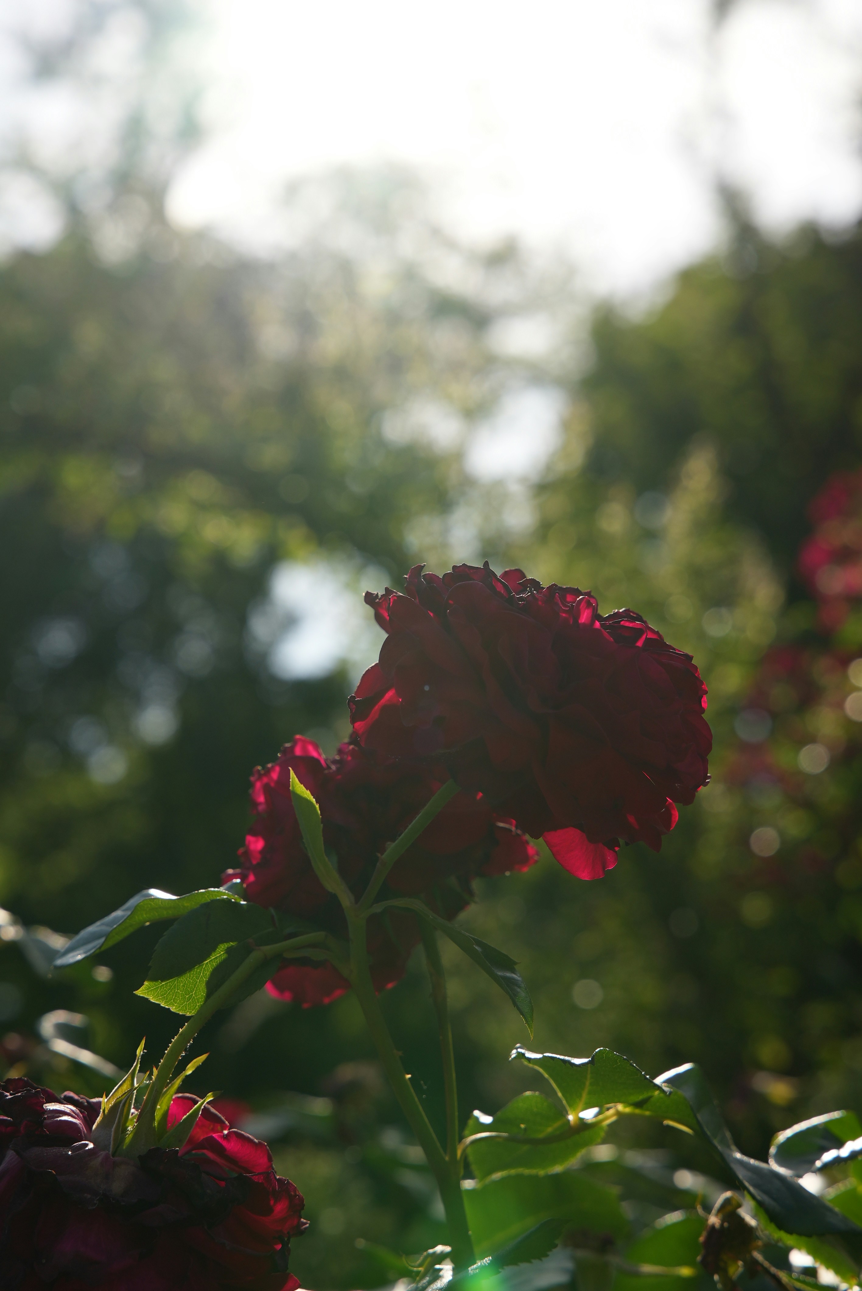 Crimson Bloom Reaching Into Summer Light