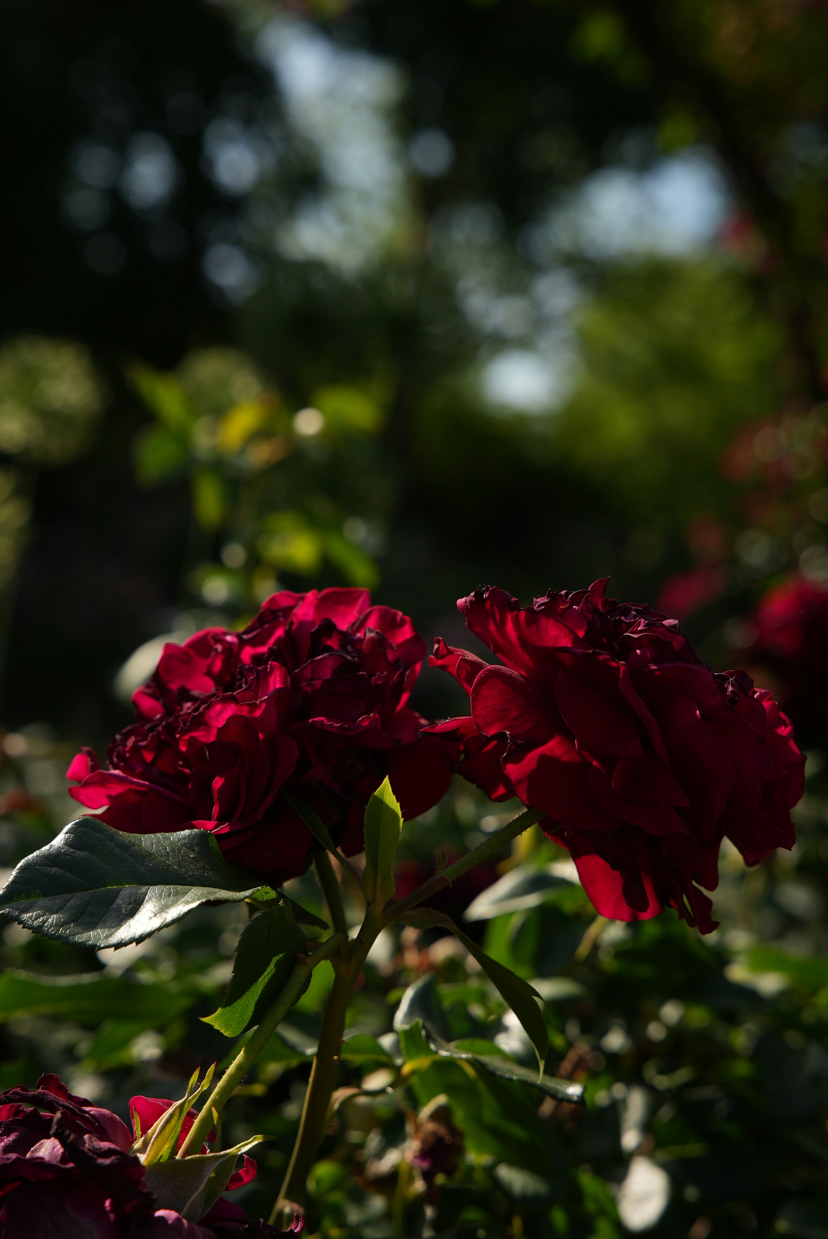 Two dark red roses blooming in a garden.