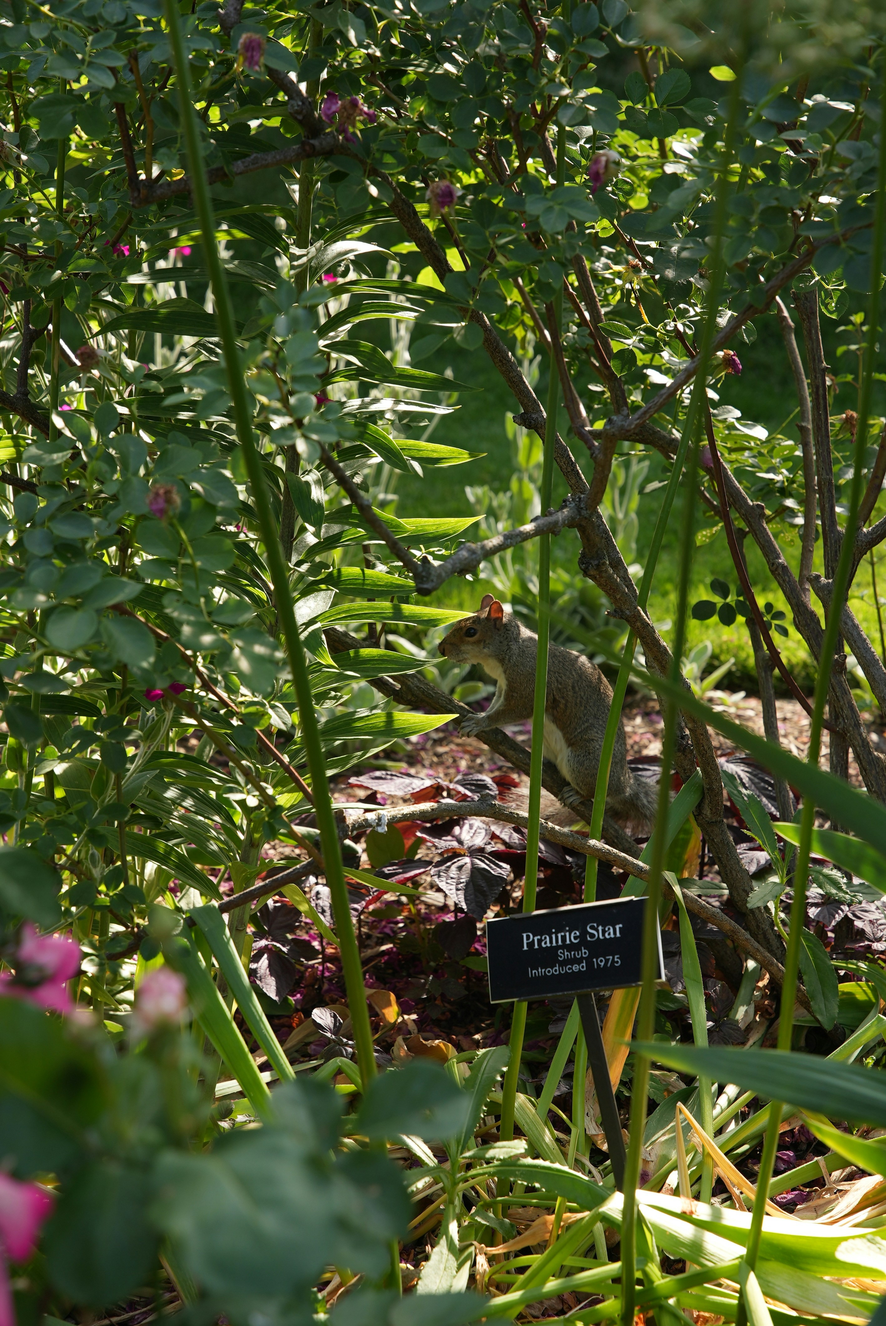 Tiny Museum Resident: Prairie Star in a Garden Exhibit