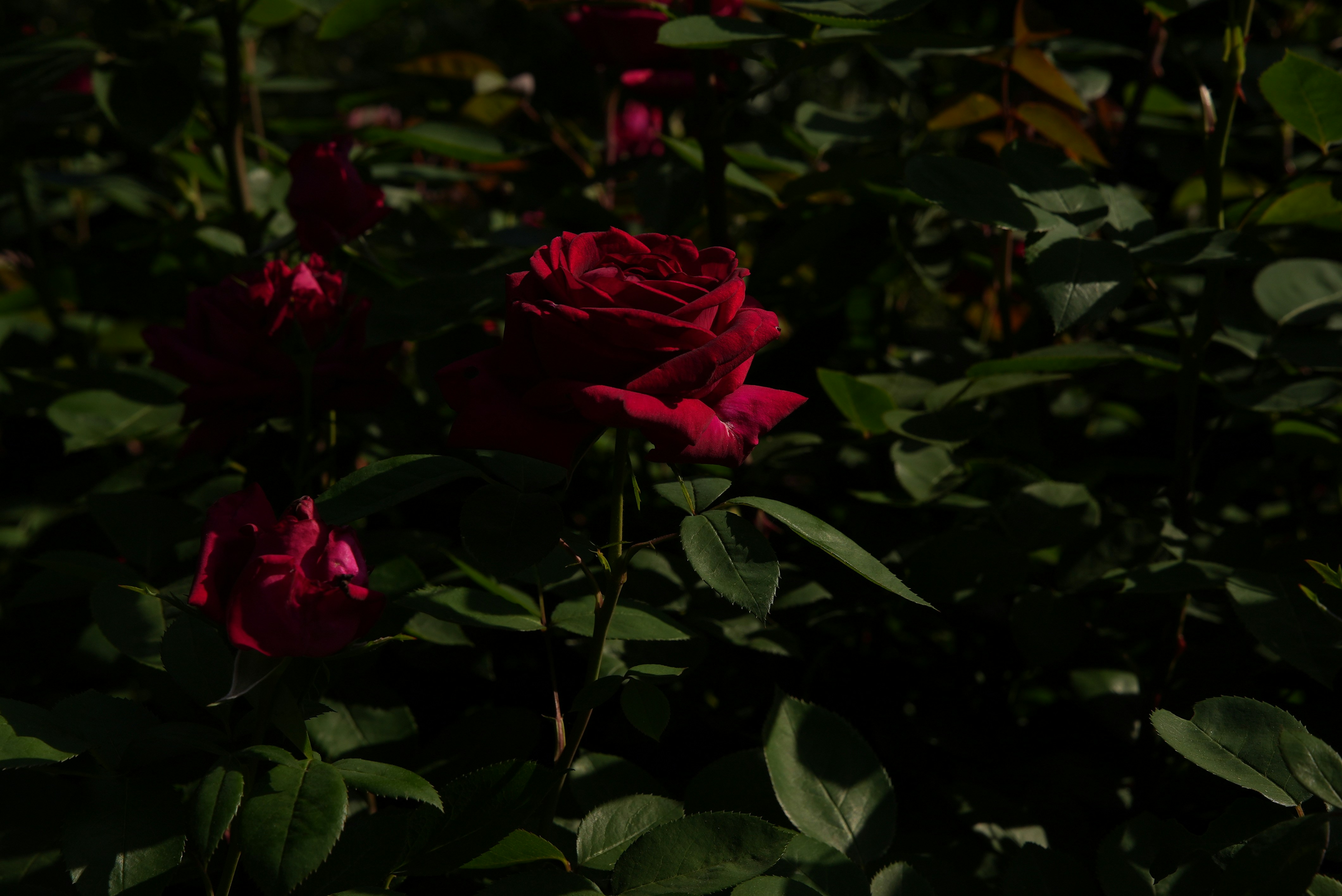 Dark Velvet Rose in a Quiet Bed of Green