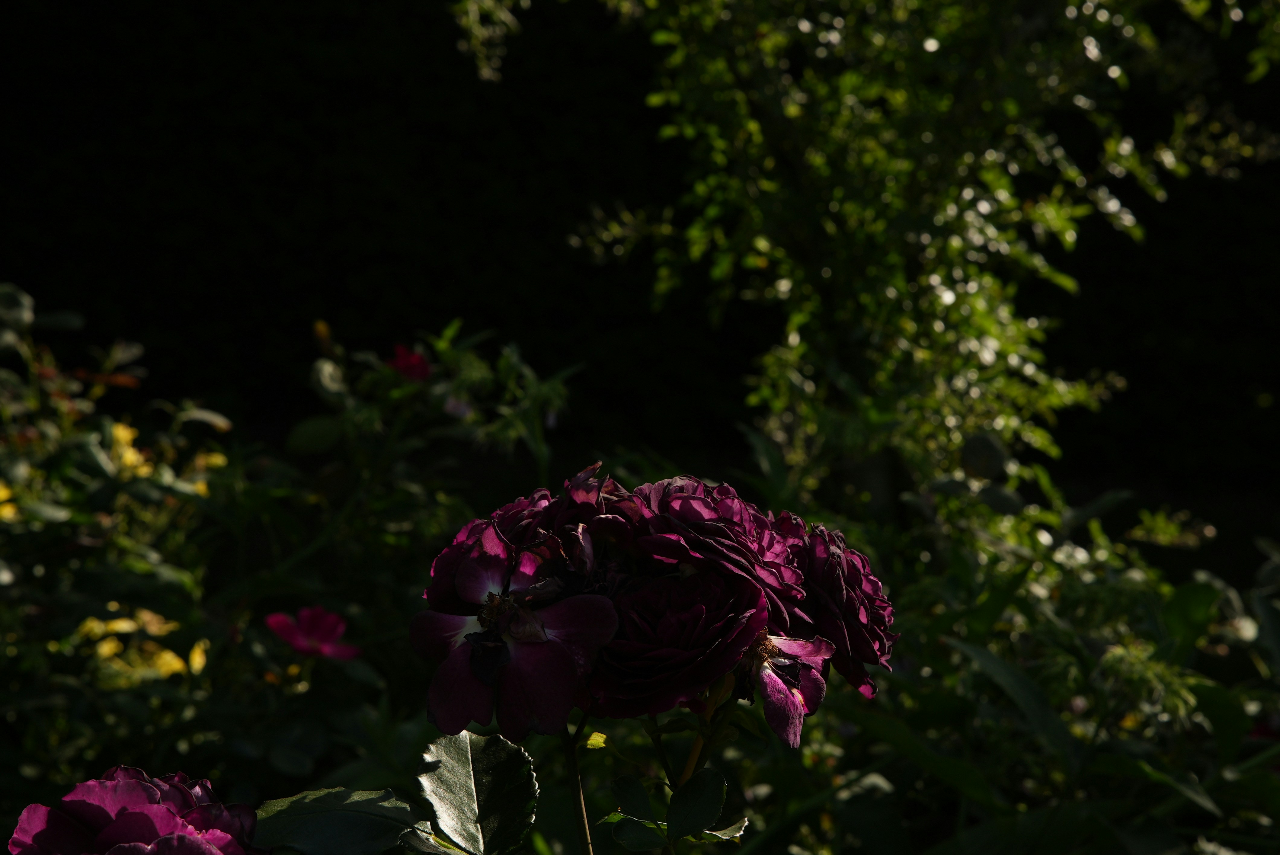 Moonlit Velvet Bloom Emerging from Shadowed Garden