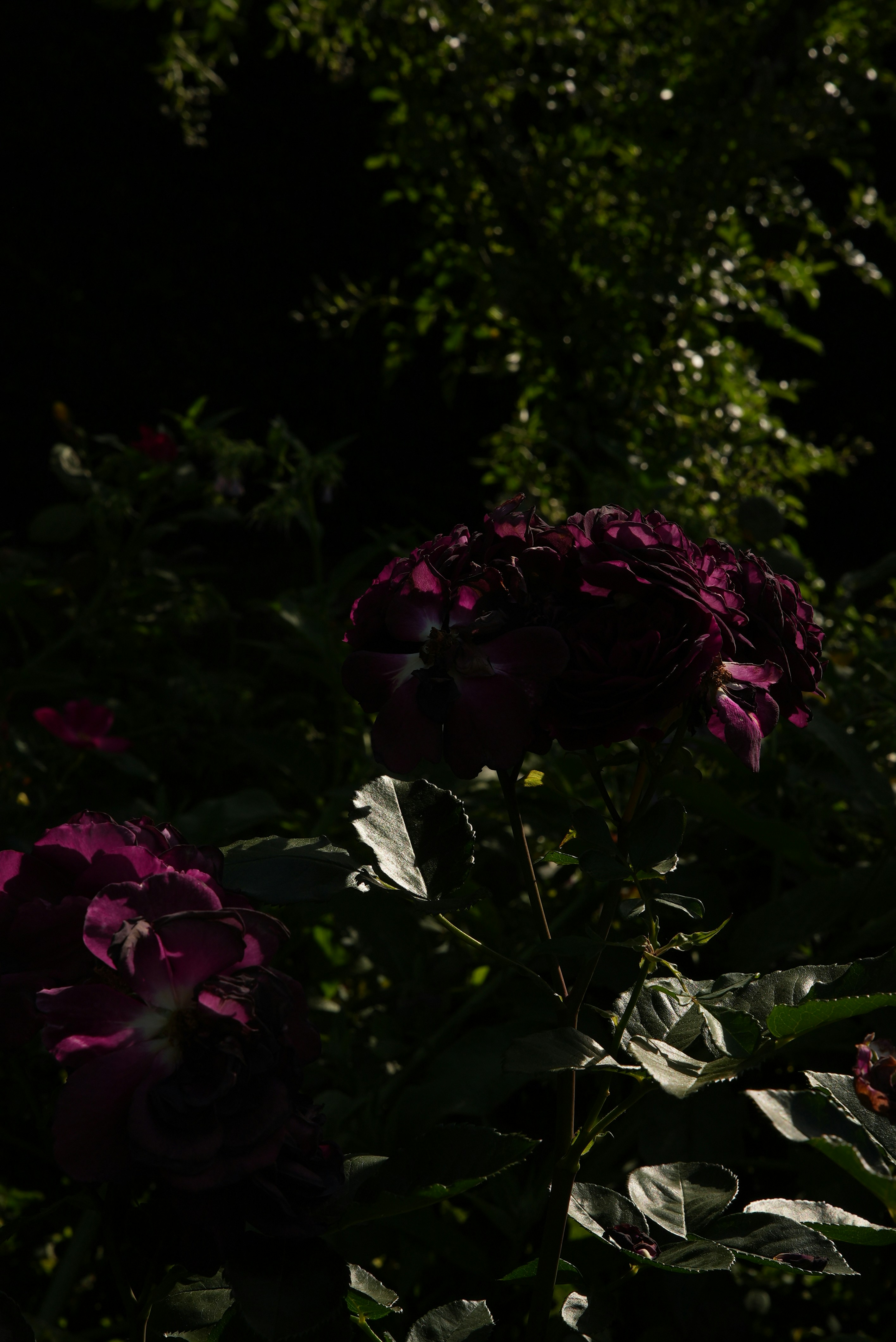Dark purple roses in a shadowy garden.