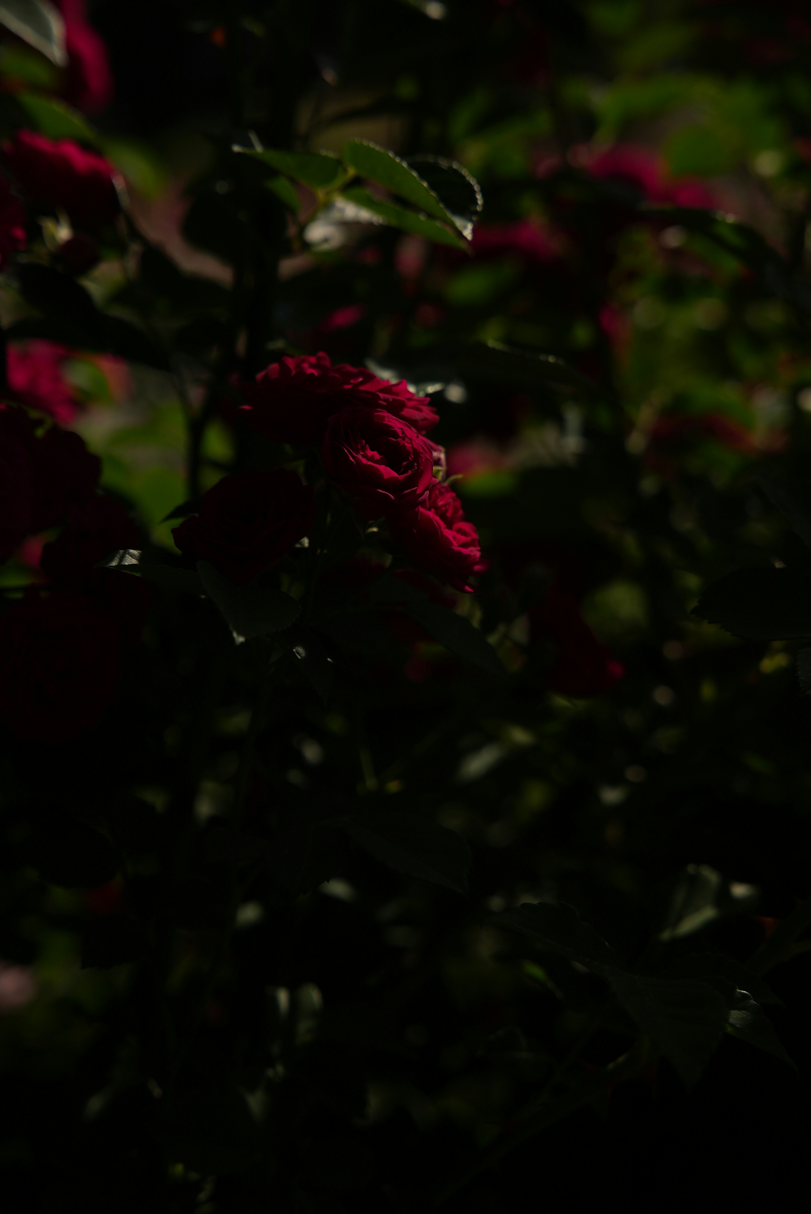 Dark red roses blooming among green leaves in shadow.