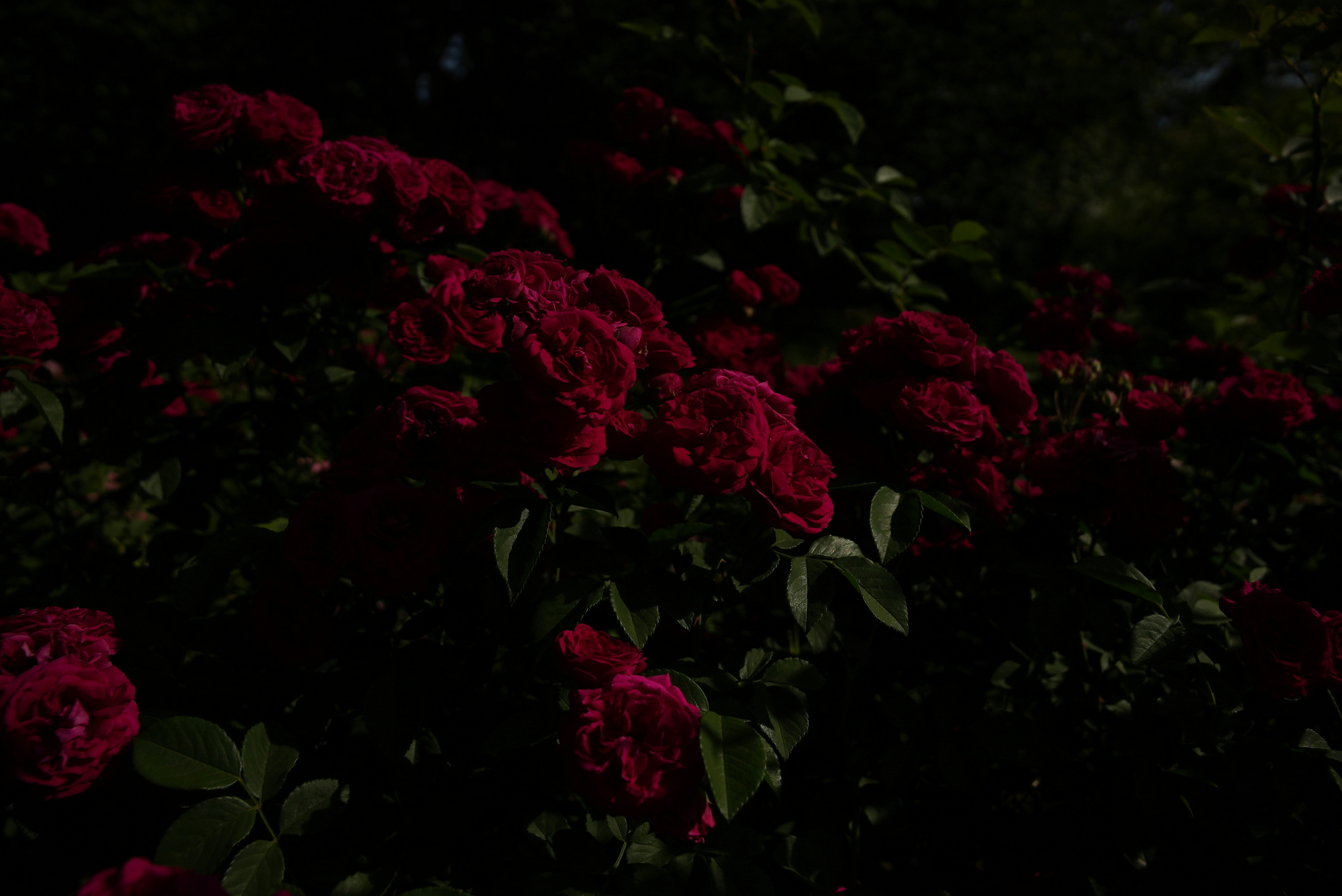 Dark red roses blooming on a bush at night.