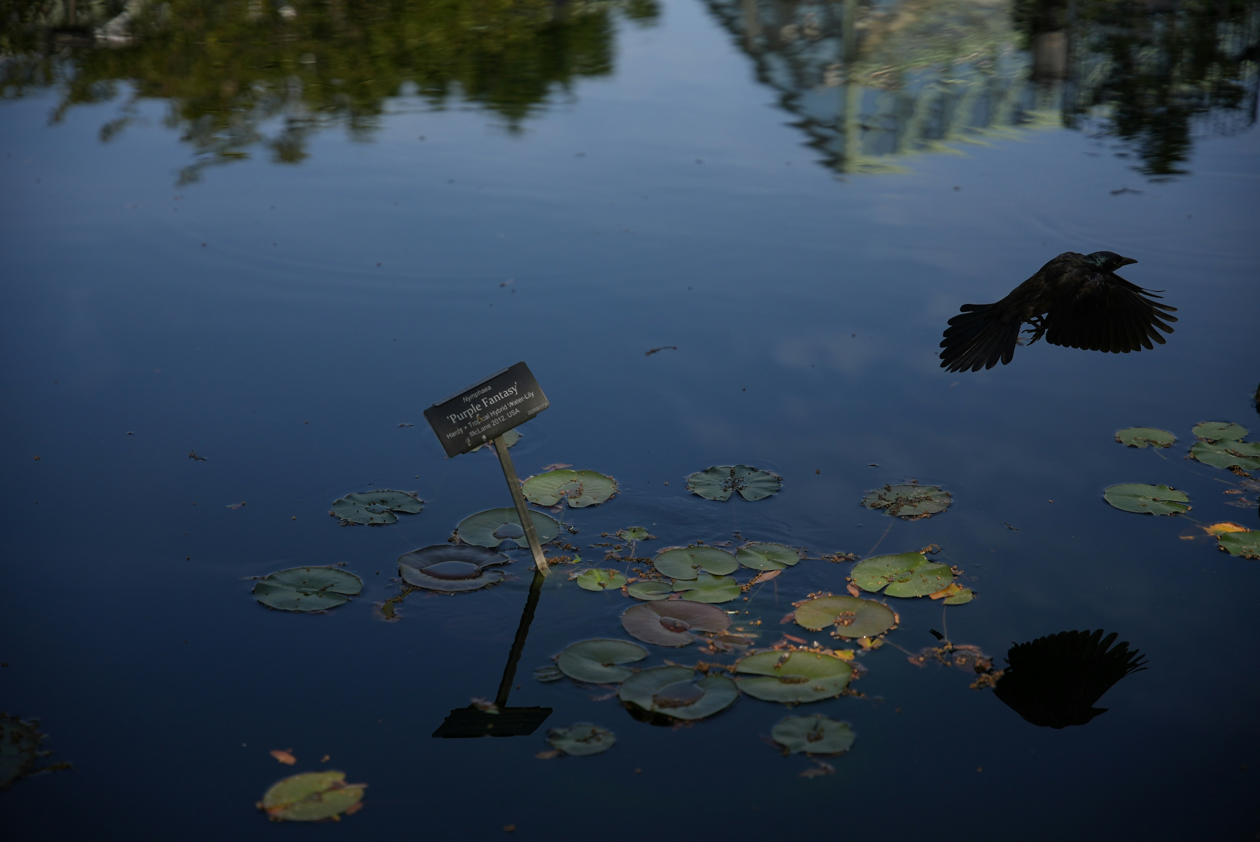 Floating Sign in a Quiet Pond Under the Evening Sky