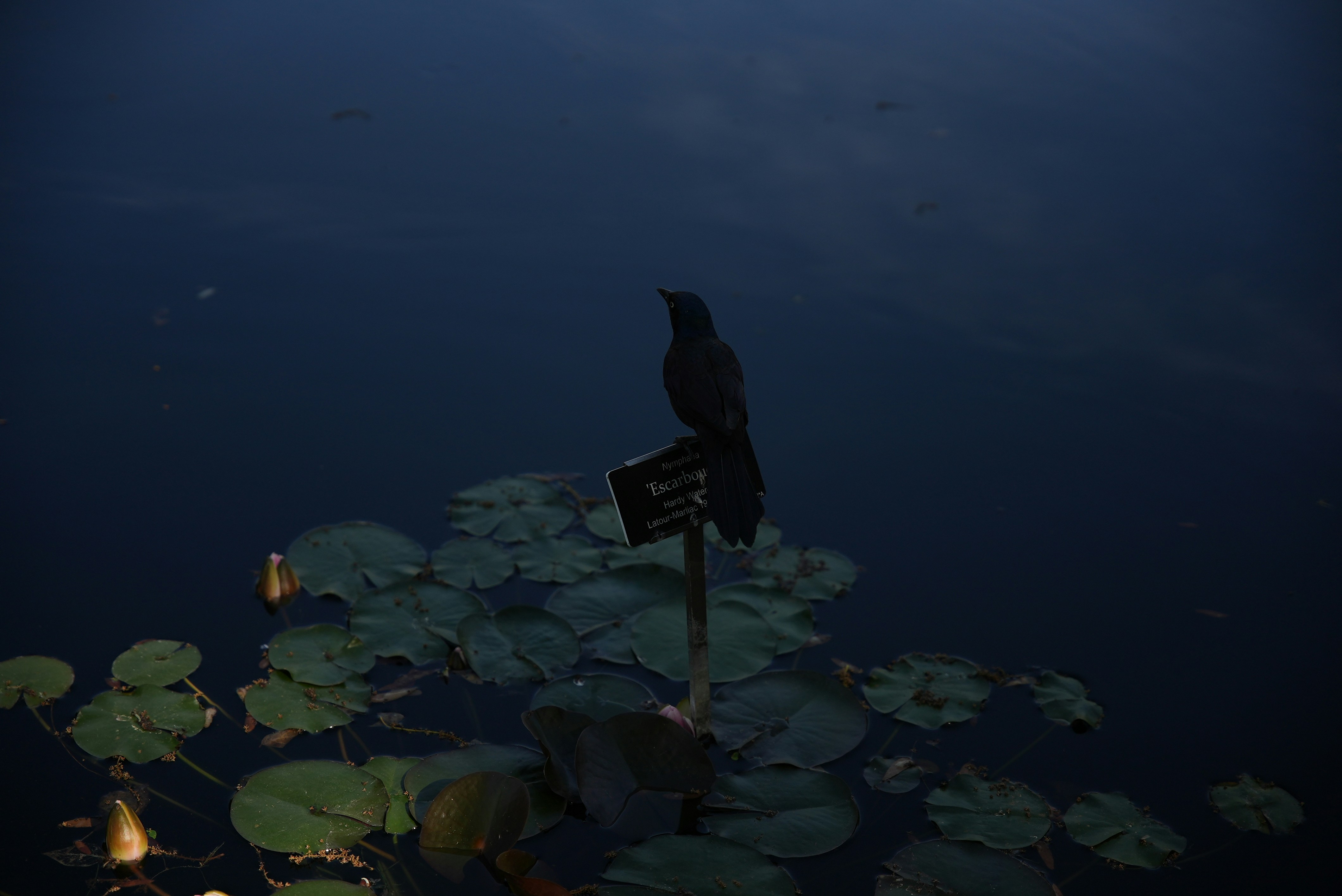 Midnight Watcher at the Lily Pool