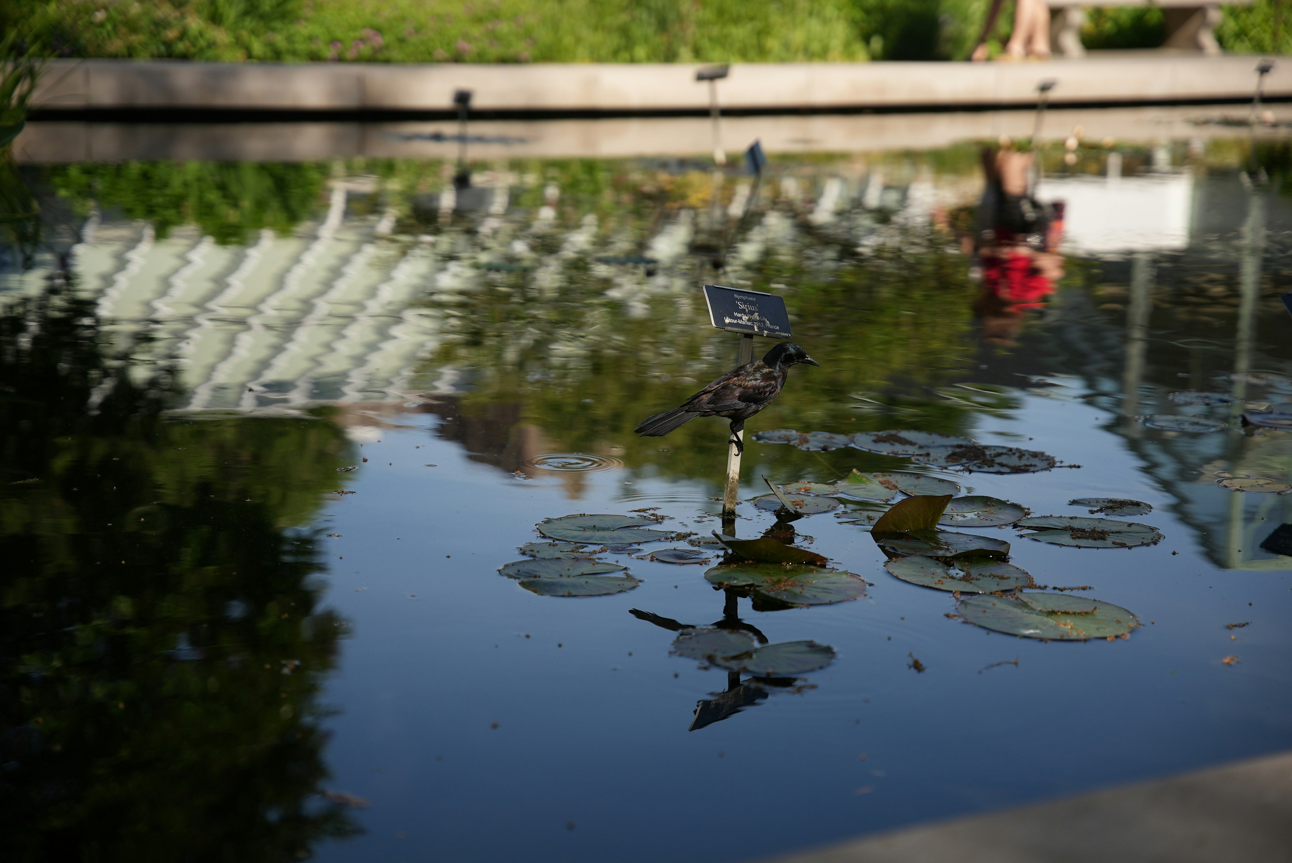 Floating Lily Habitat Echoes in a Quiet City Pond