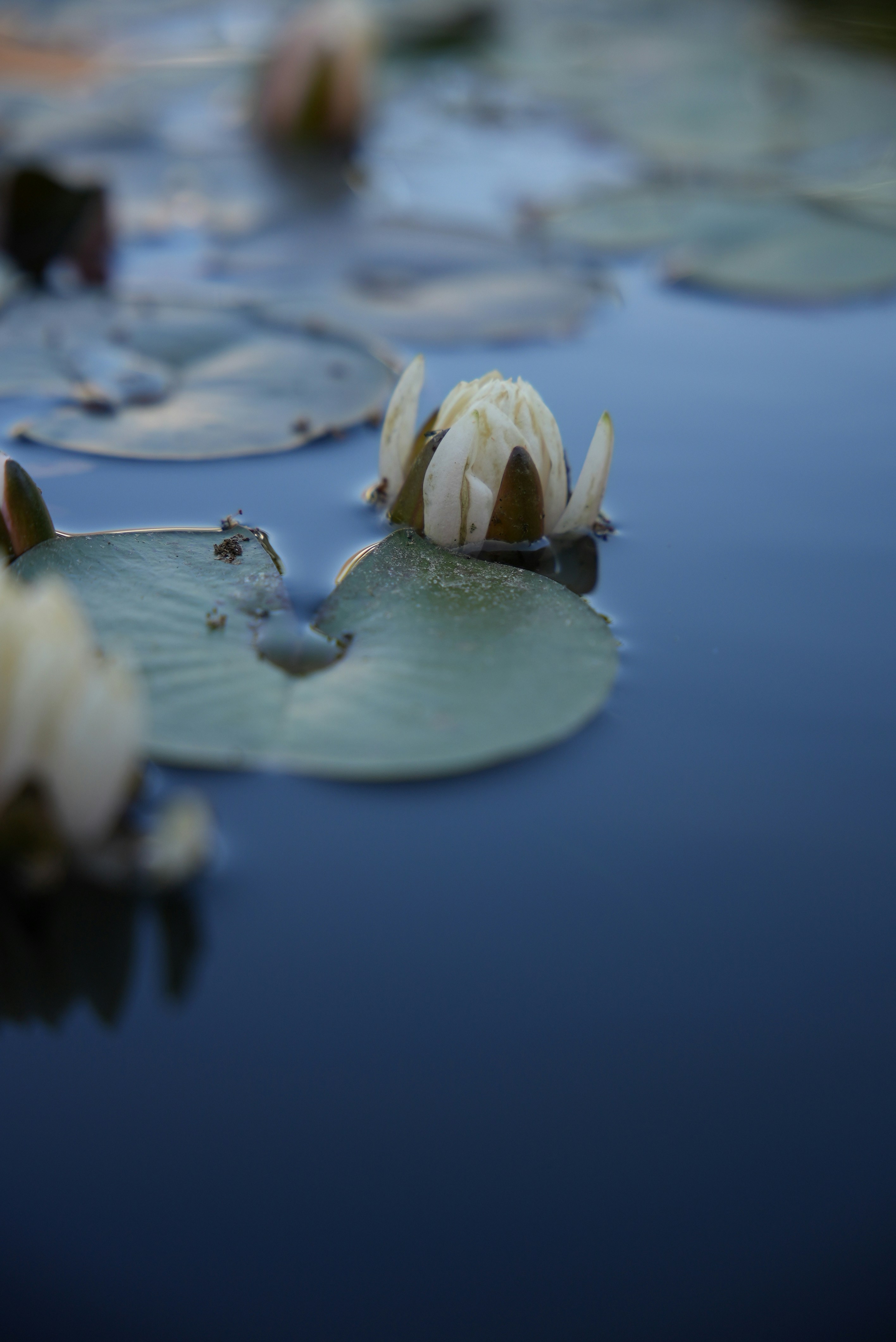 White Water Lilies in Quiet Blue Reflections