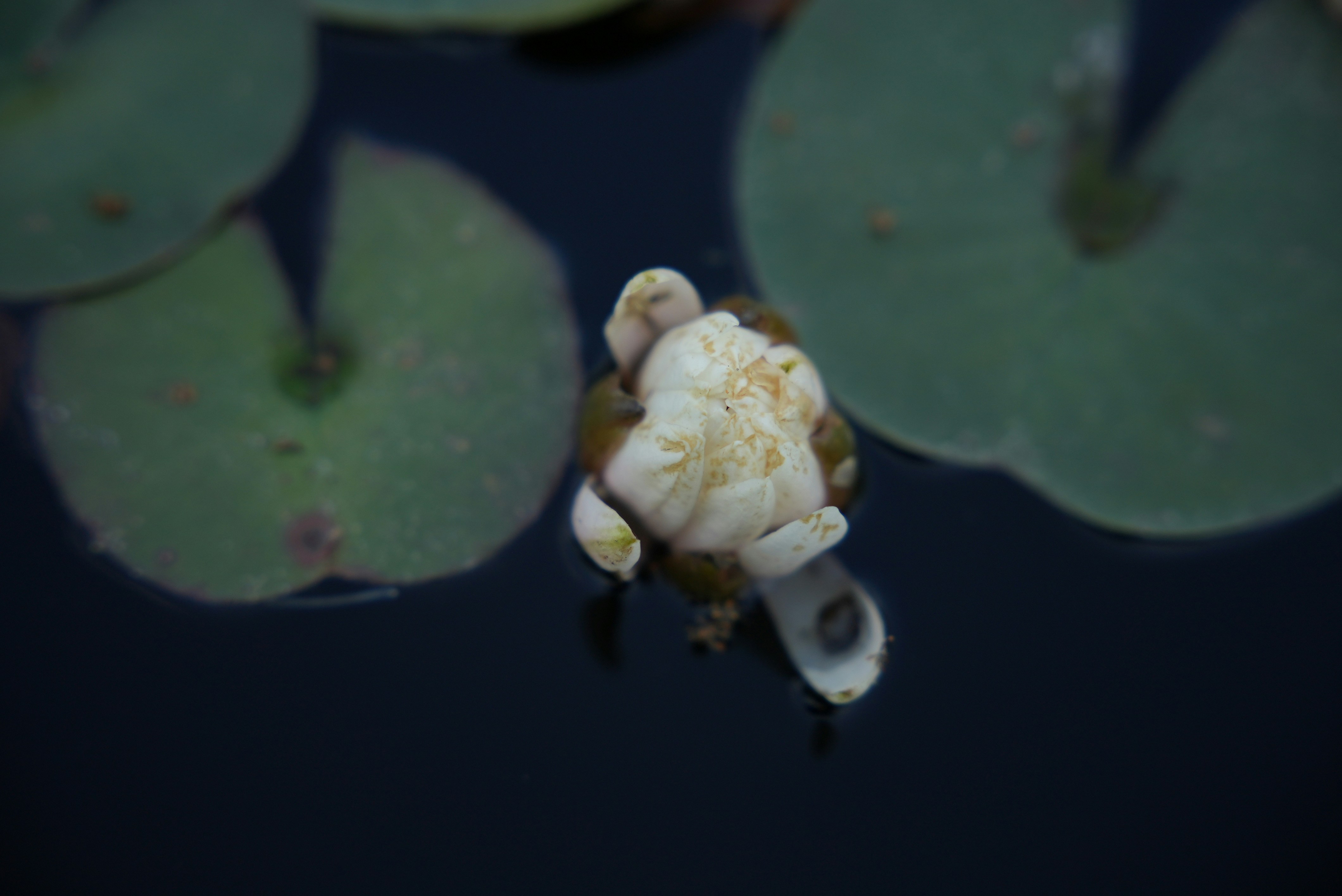 Floating Bloom: A Subtle White Orchid Amid Dark Water Lilies