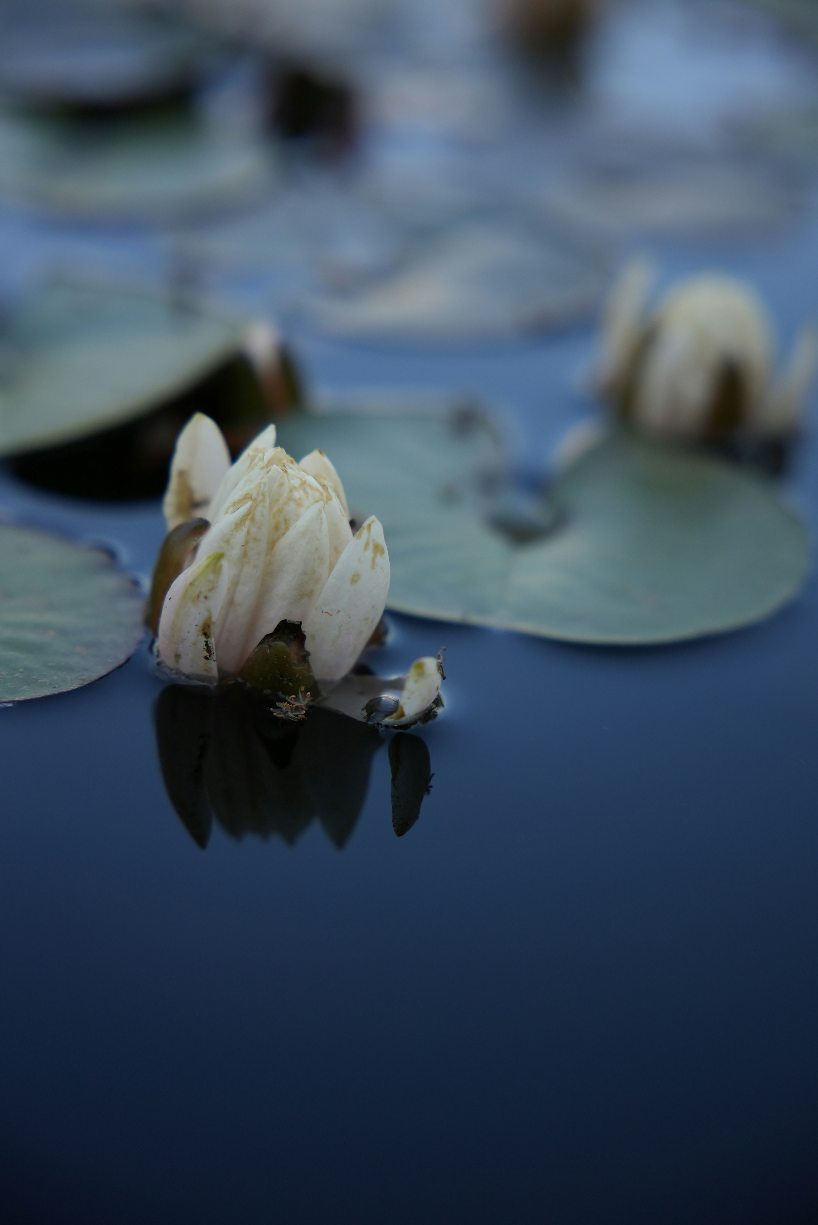 Bloom of the White Lotus Emerging from Still Water